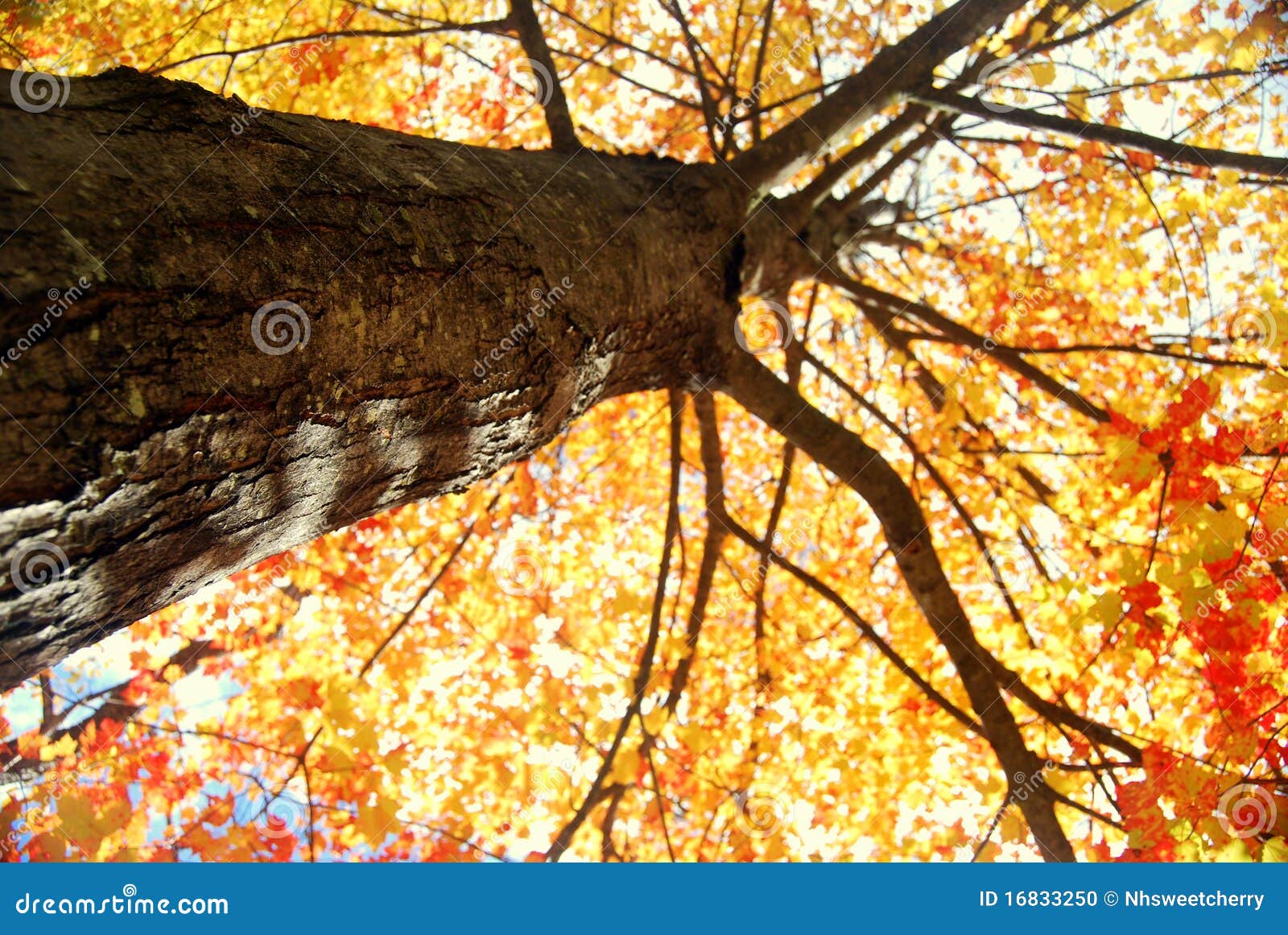 Autumn Tree stock photo. Image of peak, black, look, full - 16833250