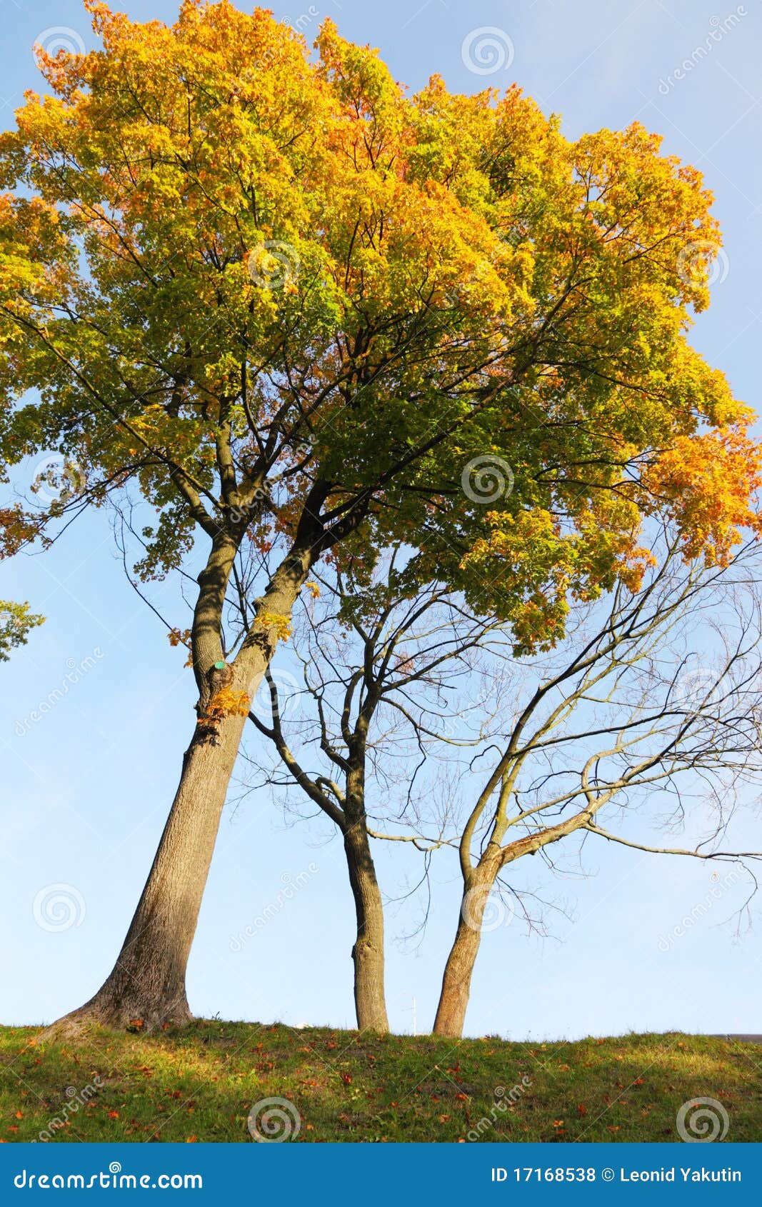 Autumn tree stock photo. Image of landscape, green, park - 17168538