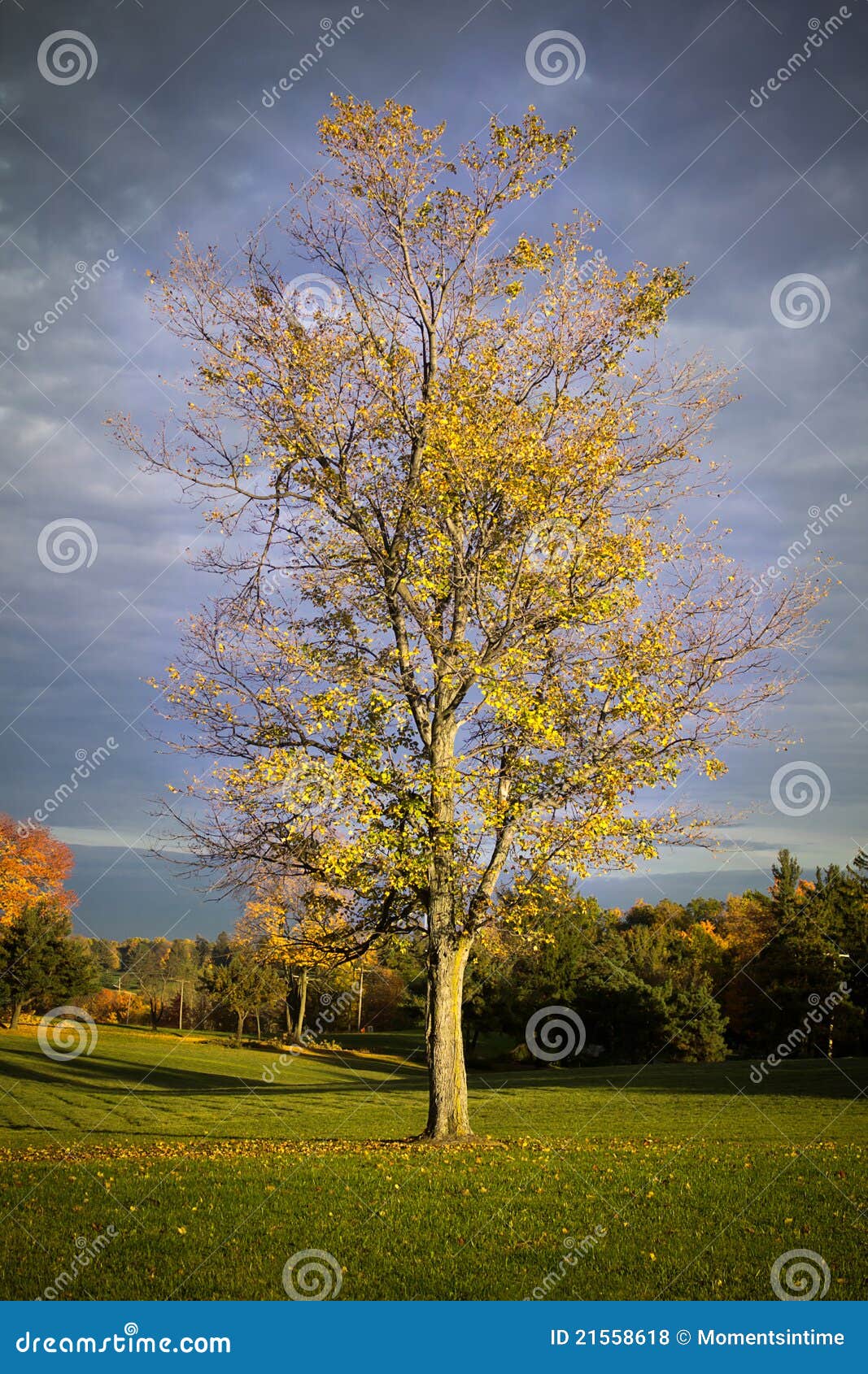 Autumn Tree stock photo. Image of countryside, natural - 21558618