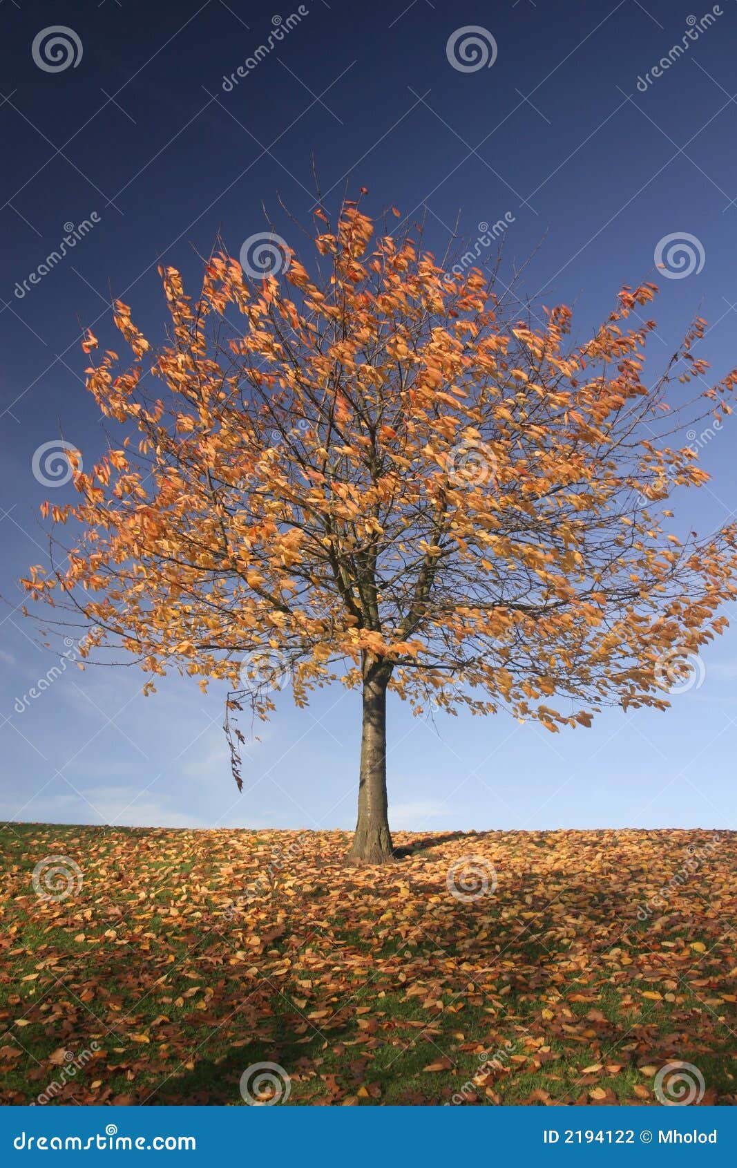 47,645 Single Autumn Tree Stock Photos - Free & Royalty-Free Stock ...