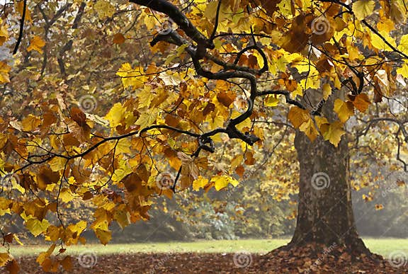Autumn tree stock image. Image of relax, arboretum, brown - 28451297
