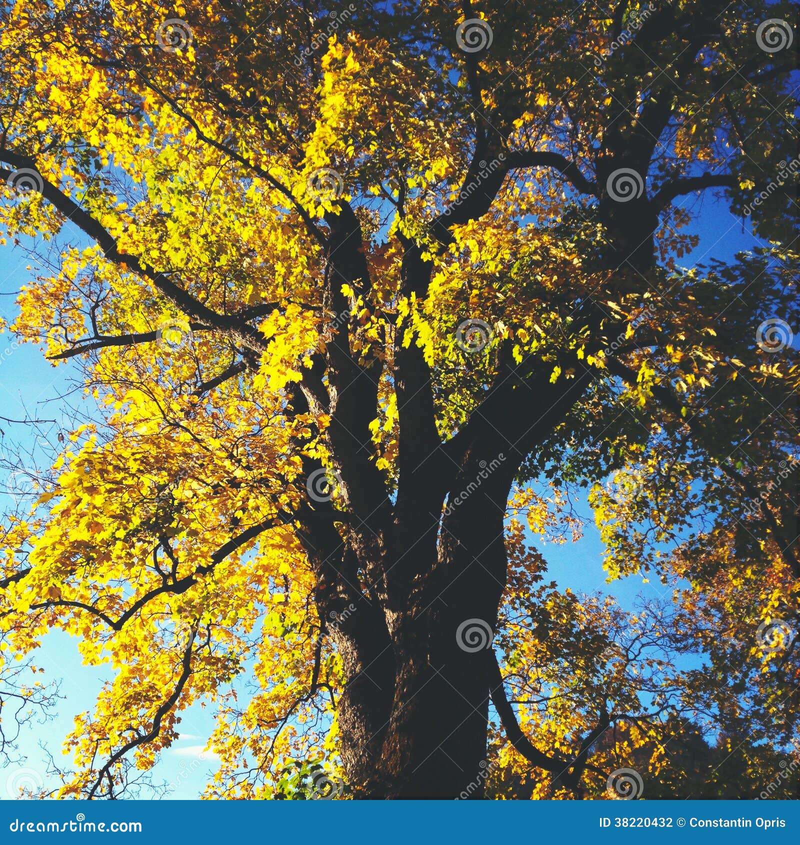Autumn tree stock photo. Image of autumnal, straight - 38220432