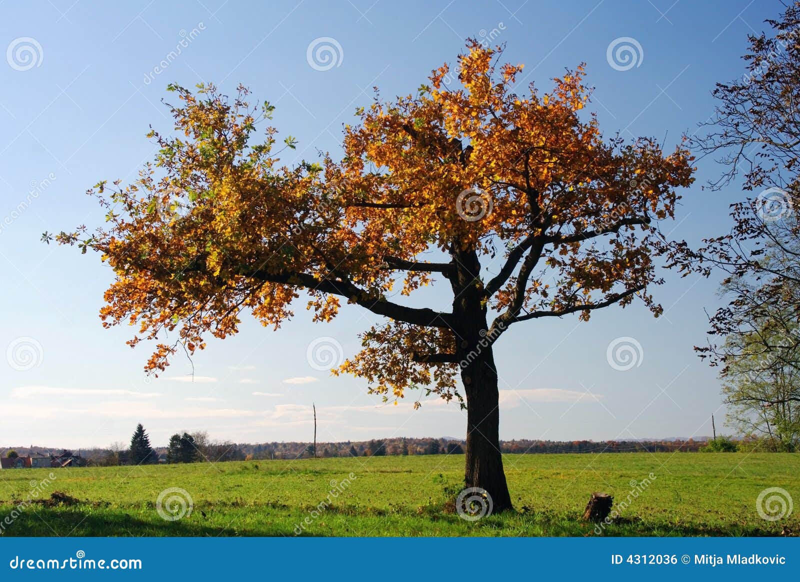 Autumn Tree Picture. Image: 4312036
