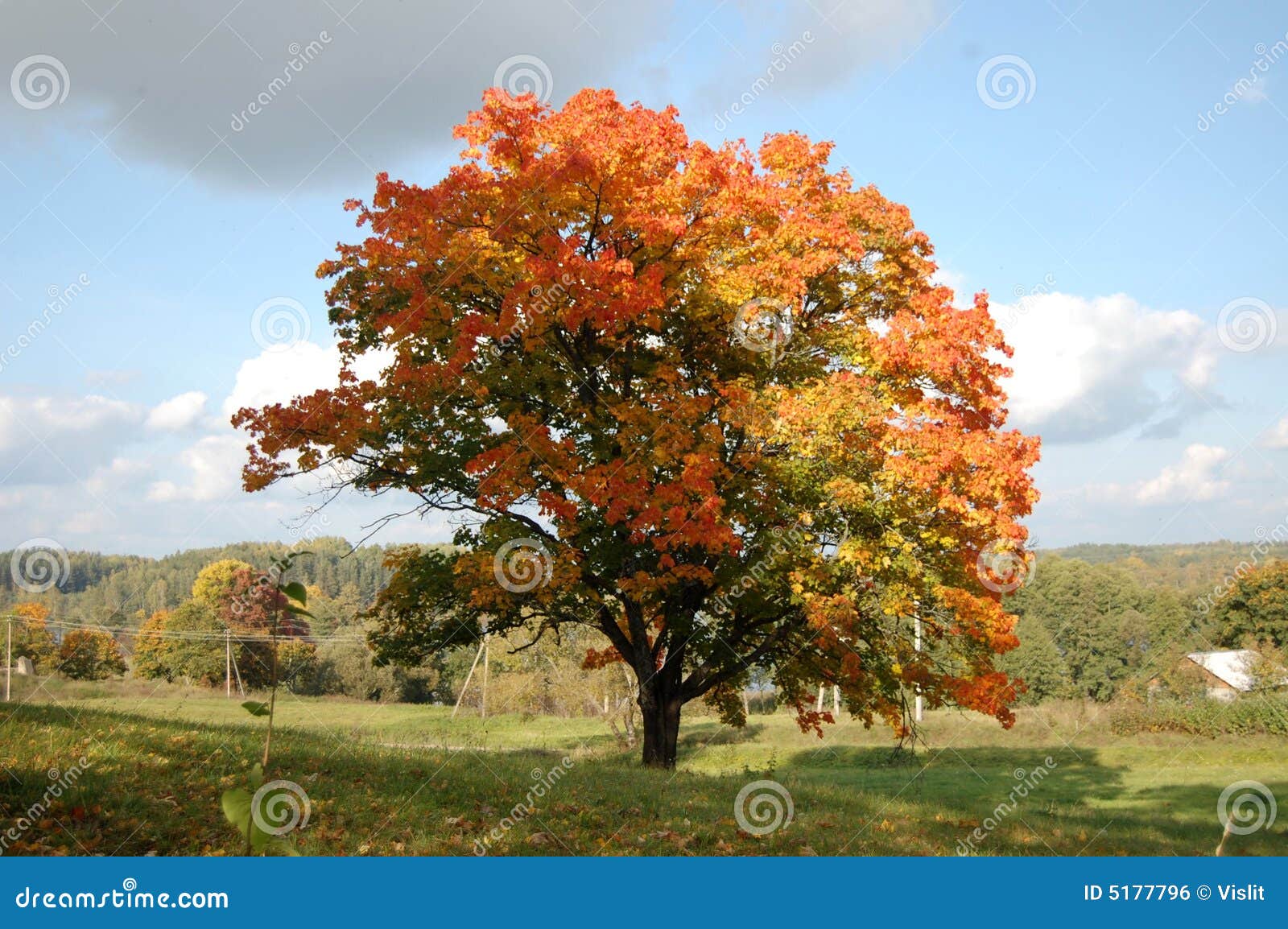 Autumn tree stock photo. Image of yellow, grove, forests - 5177796