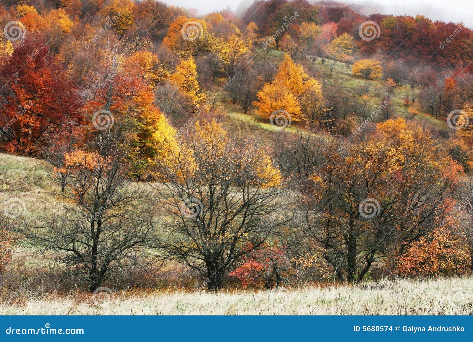 Autumn tree stock photo. Image of autumn, fall, inspiration - 5680574