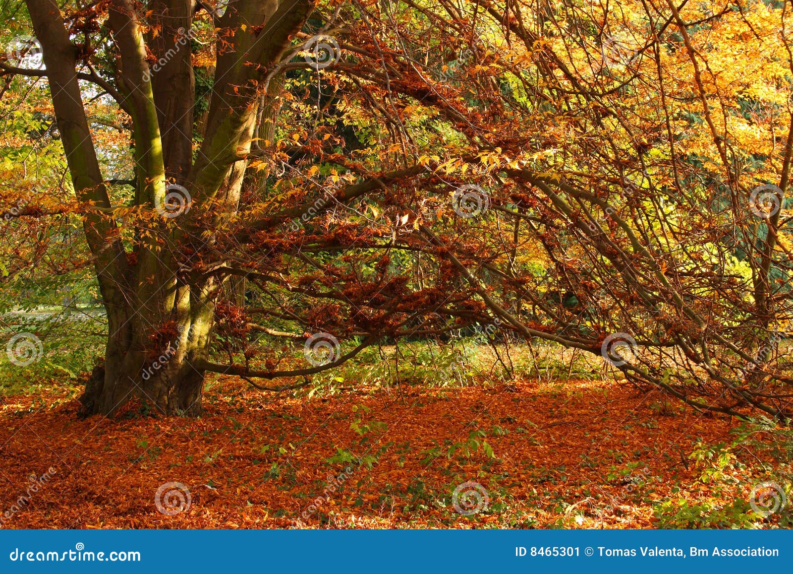 Autumn Tree Picture. Image: 8465301