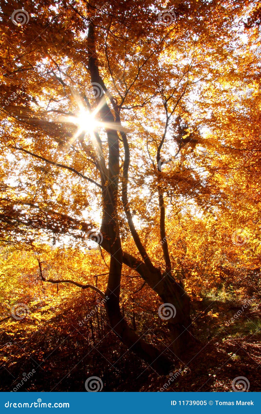 Autumn tree against sunset stock image. Image of nature - 11739005