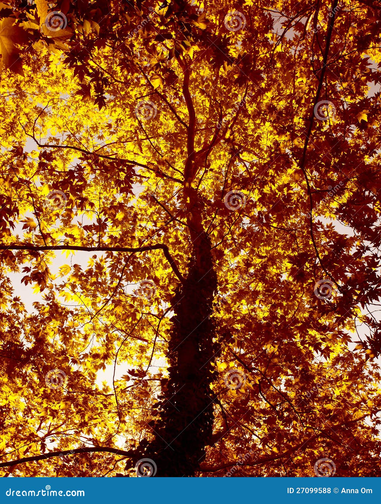 Autumn tree background stock photo. Image of plant, background - 27099588