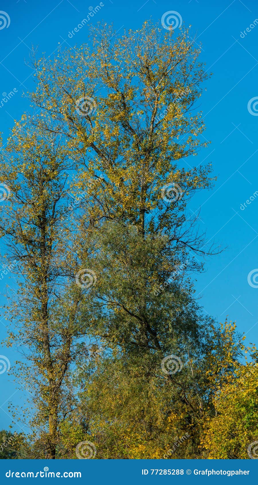 Autumn Tree on a Background of Blue Sky Stock Photo - Image of outdoors ...