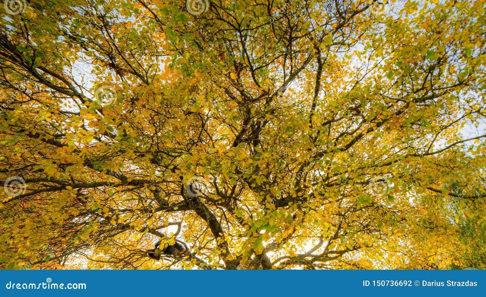 Autumn tree background stock photo. Image of scenic - 150736692