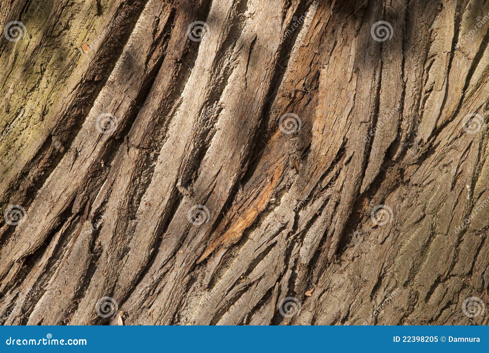 Autumn tree bark stock image. Image of chestnut, spanish - 22398205