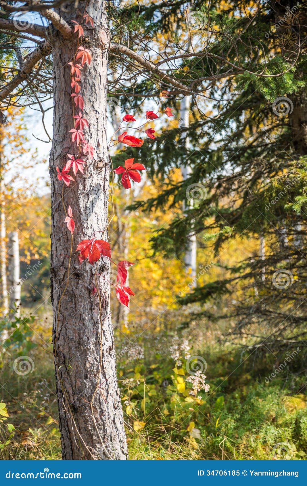 Autumn tree bark stock image. Image of high, nature, forest - 34706185