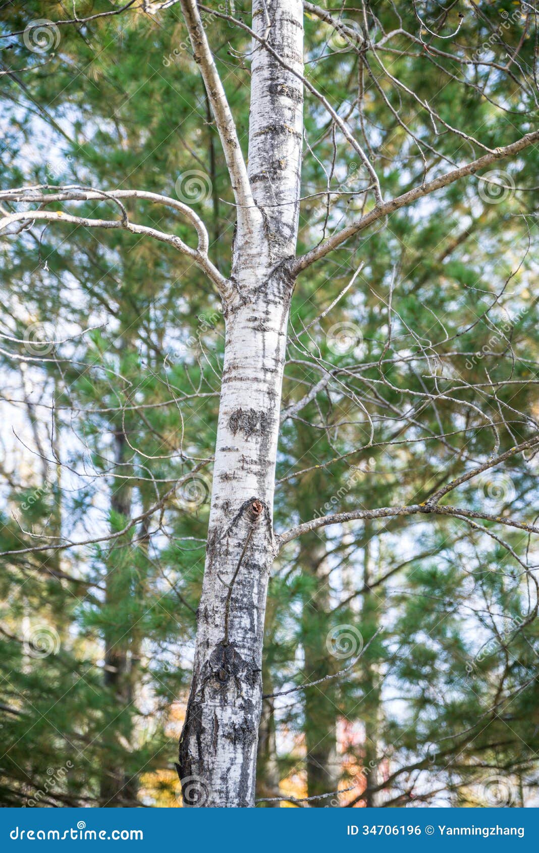 Autumn tree bark stock photo. Image of season, nature - 34706196