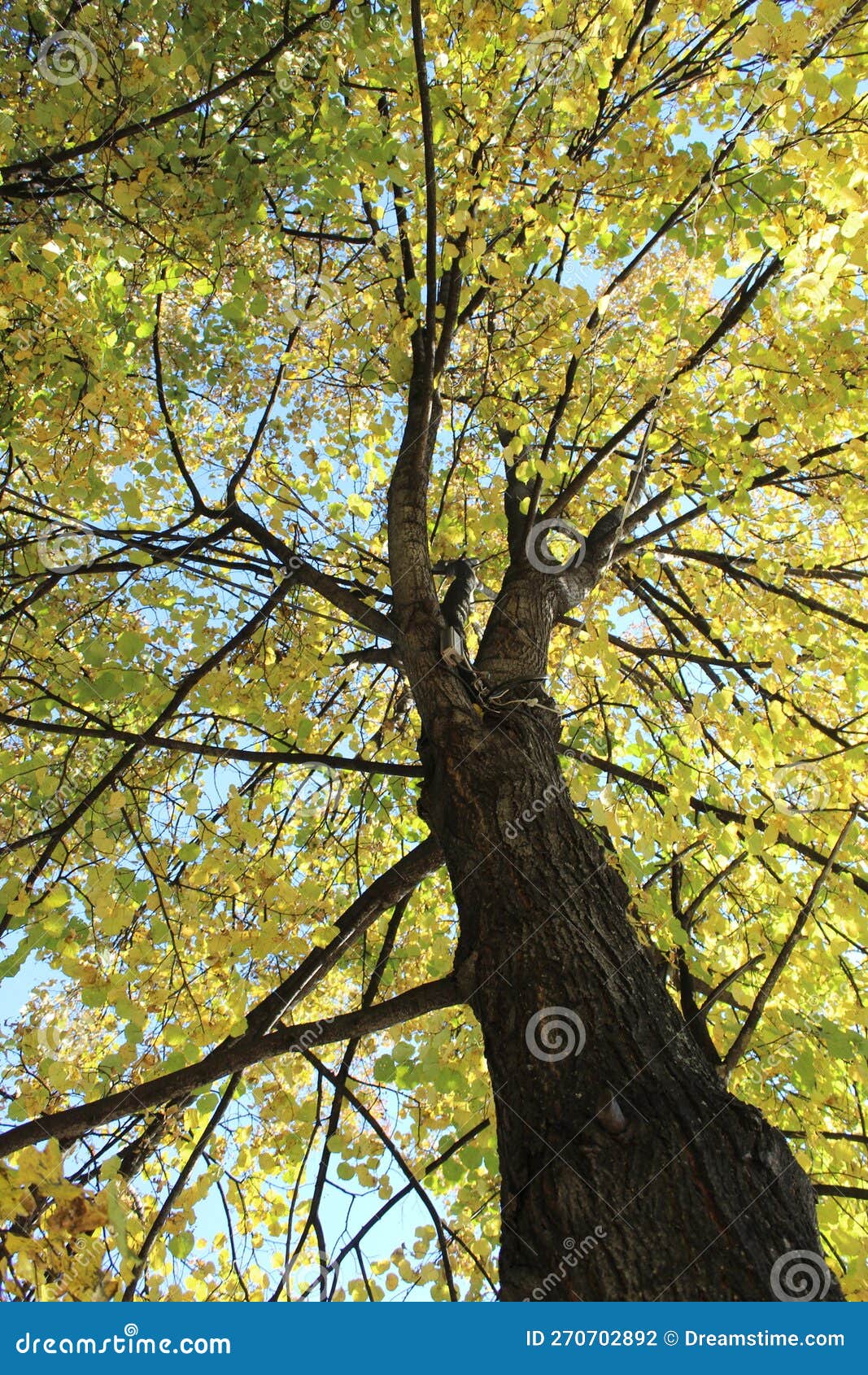 Autumn Tree, from Below Under the Branches, Stock Photo - Image of ...
