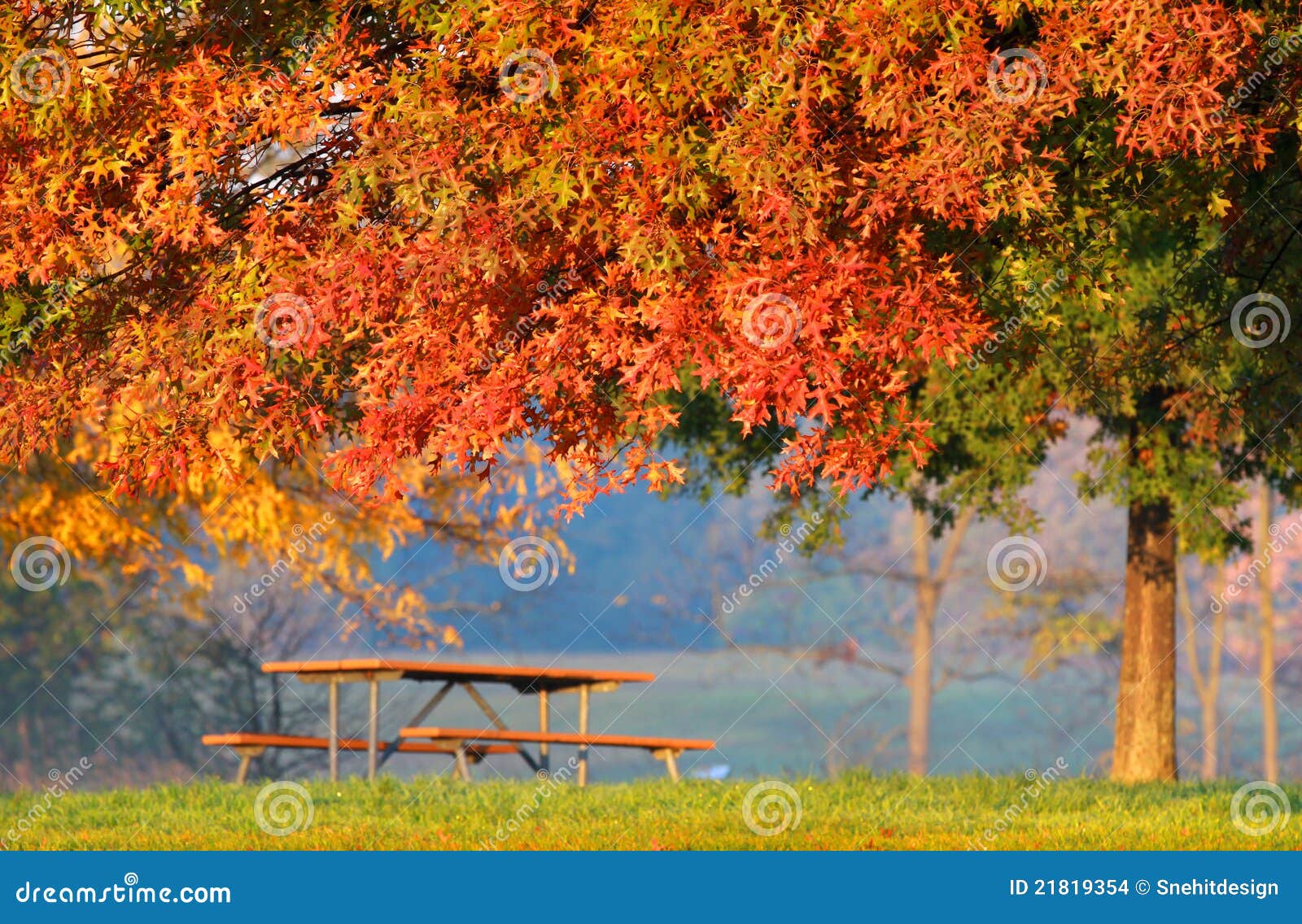 Autumn tree bench stock photo. Image of autumn, outdoor - 21819354