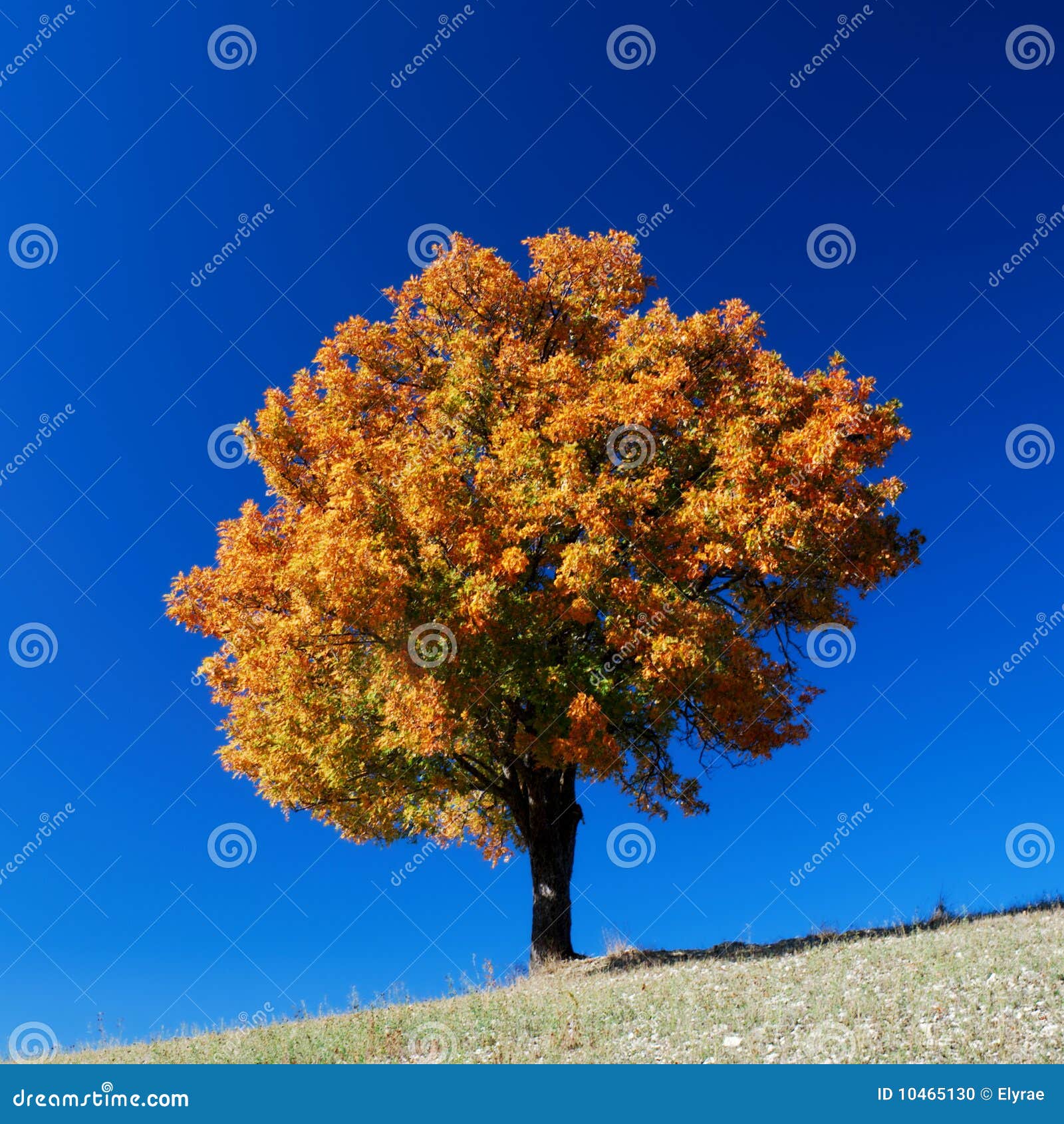 Autumn tree and blue sky stock photo. Image of calm, bright - 10465130