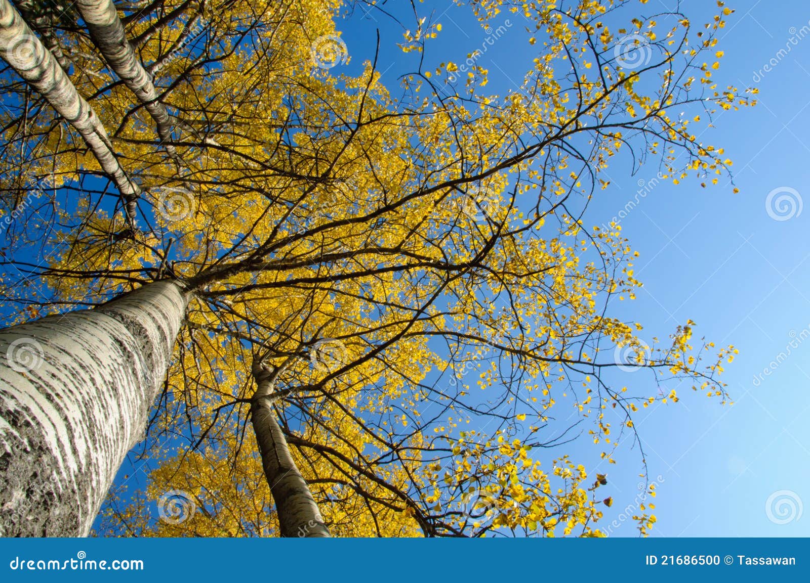 Autumn tree on blue sky. stock photo. Image of decoration - 21686500