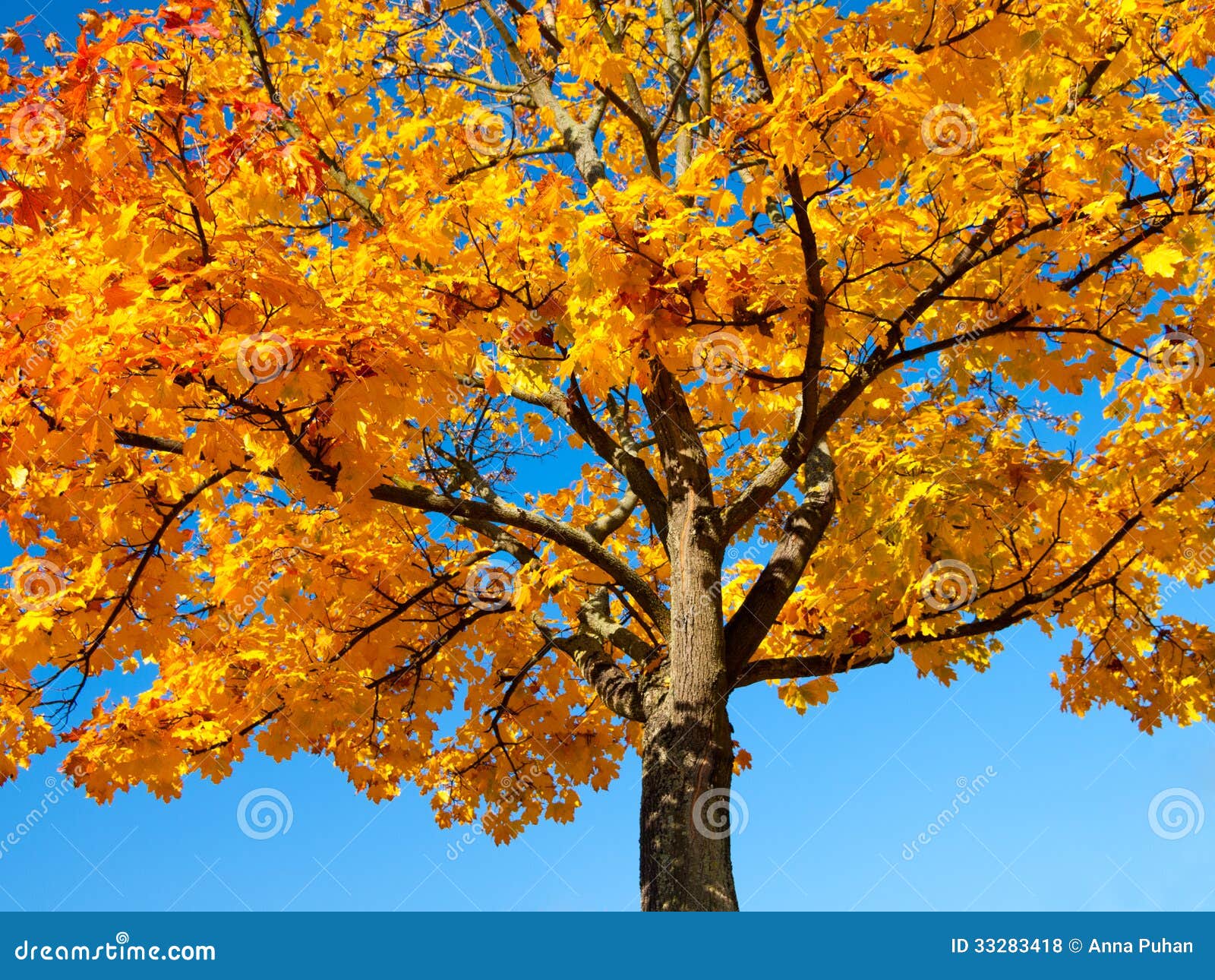 Autumn tree stock photo. Image of season, nature, bright - 33283418