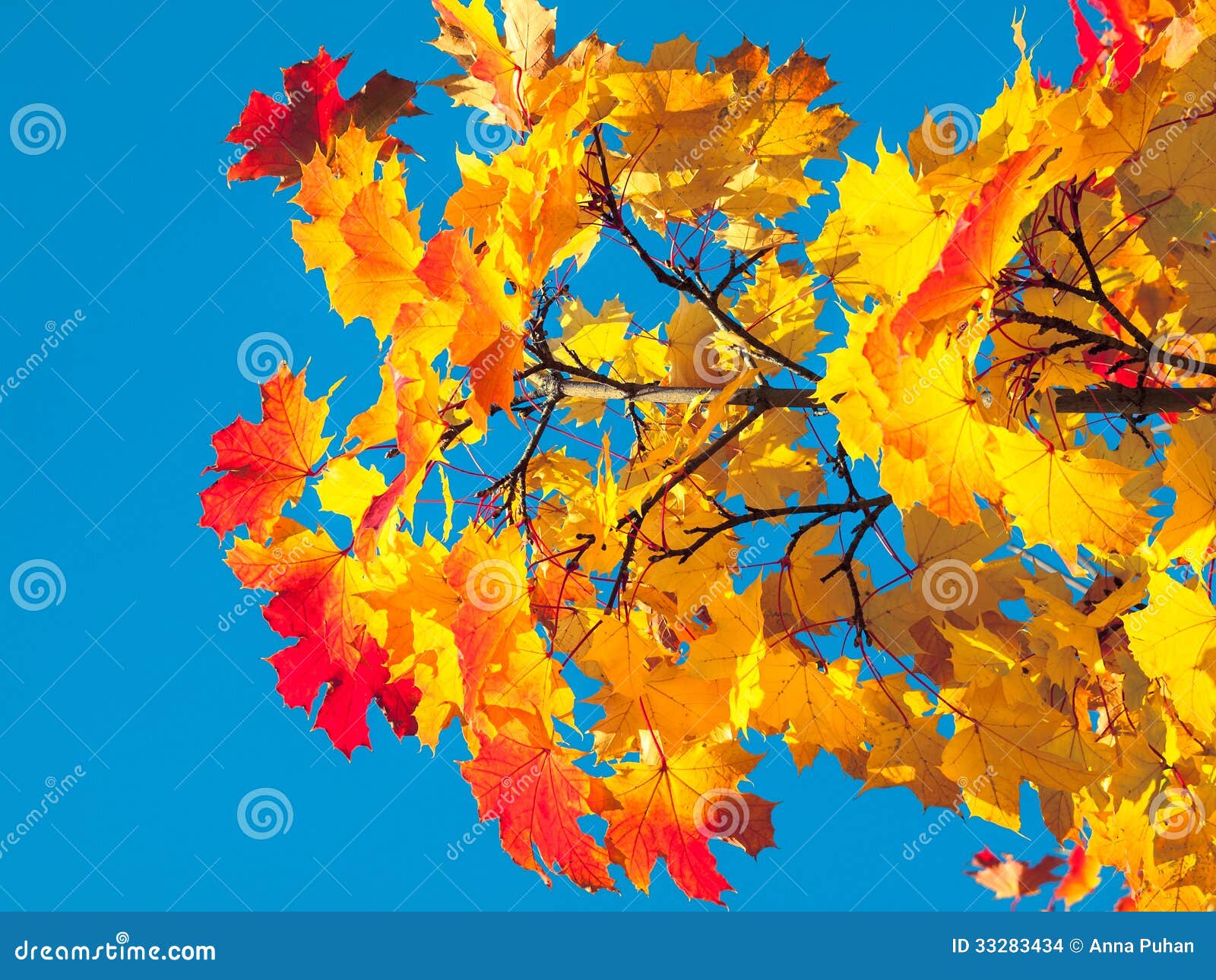 Autumn tree stock photo. Image of fresh, chlorophyll - 33283434