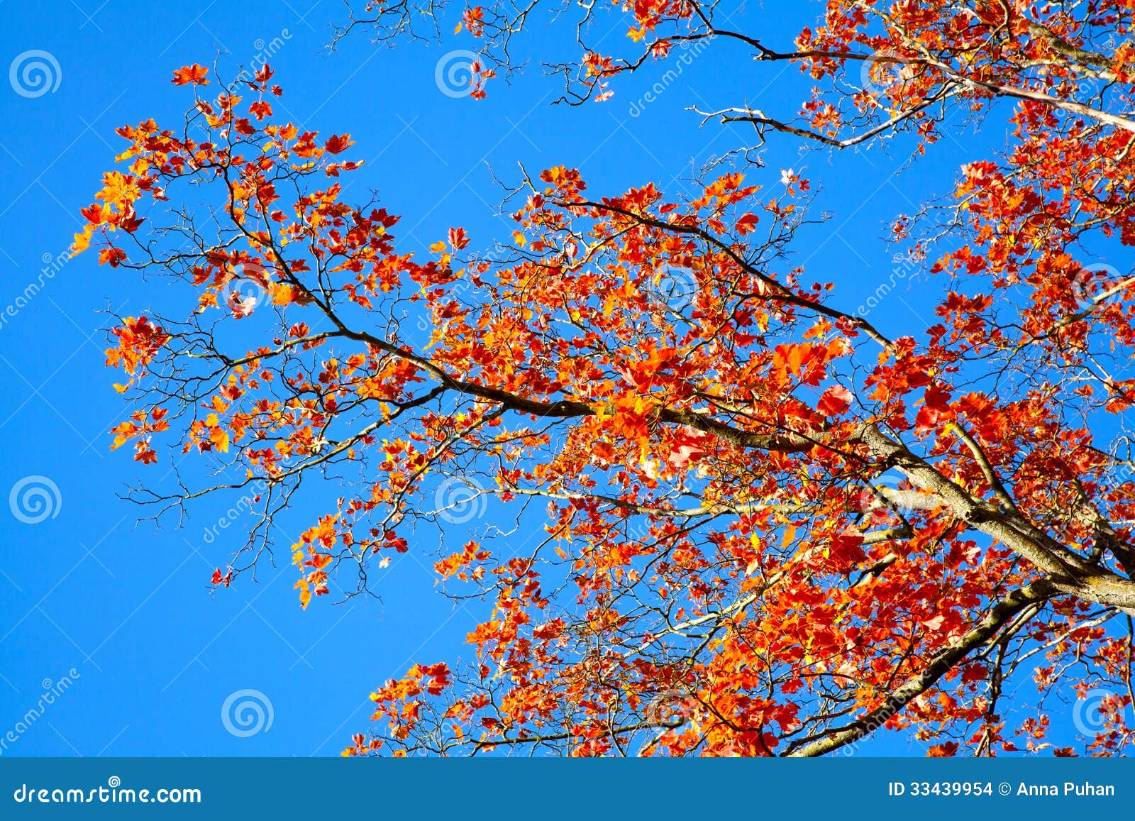 Autumn tree stock photo. Image of fall, color, growing - 33439954