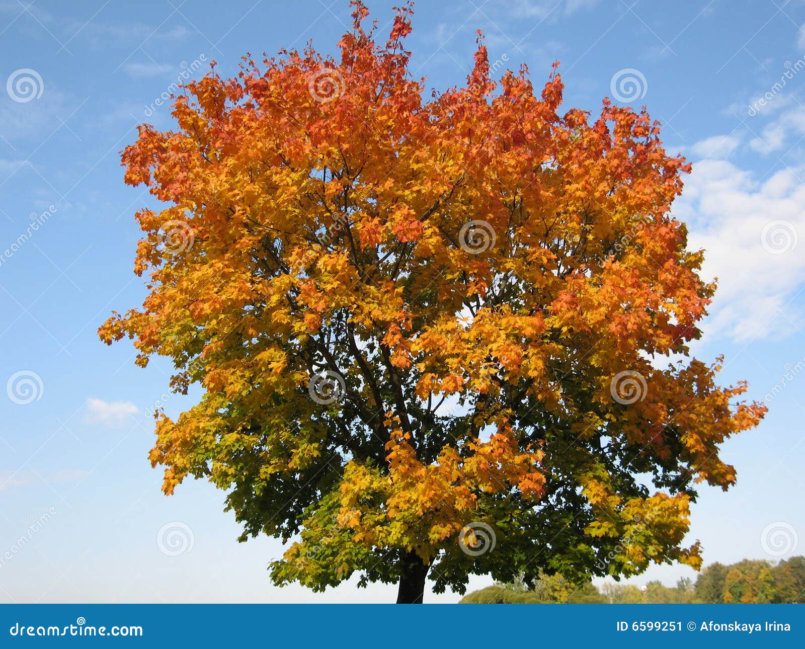 Autumn tree on blue sky stock image. Image of forest, nature - 6599251