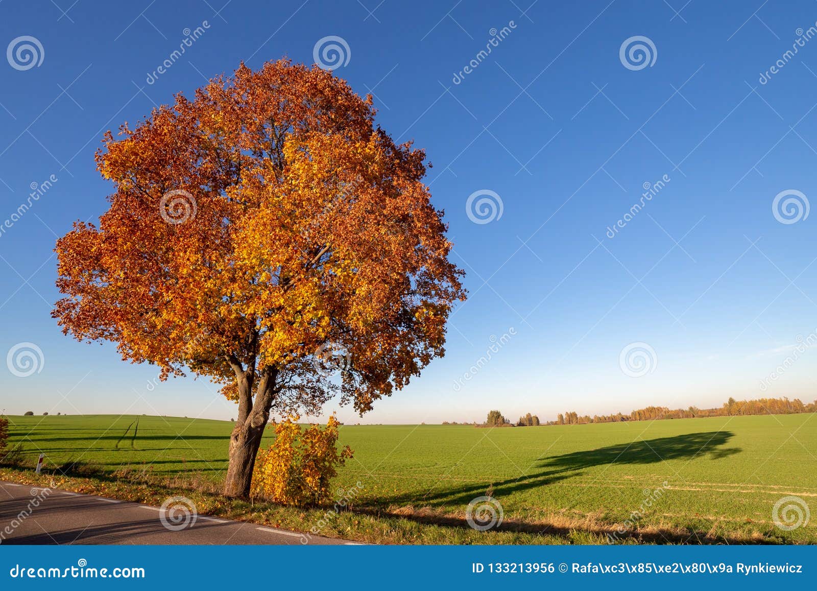 Autumn tree and blue sky stock photo. Image of orange - 133213956