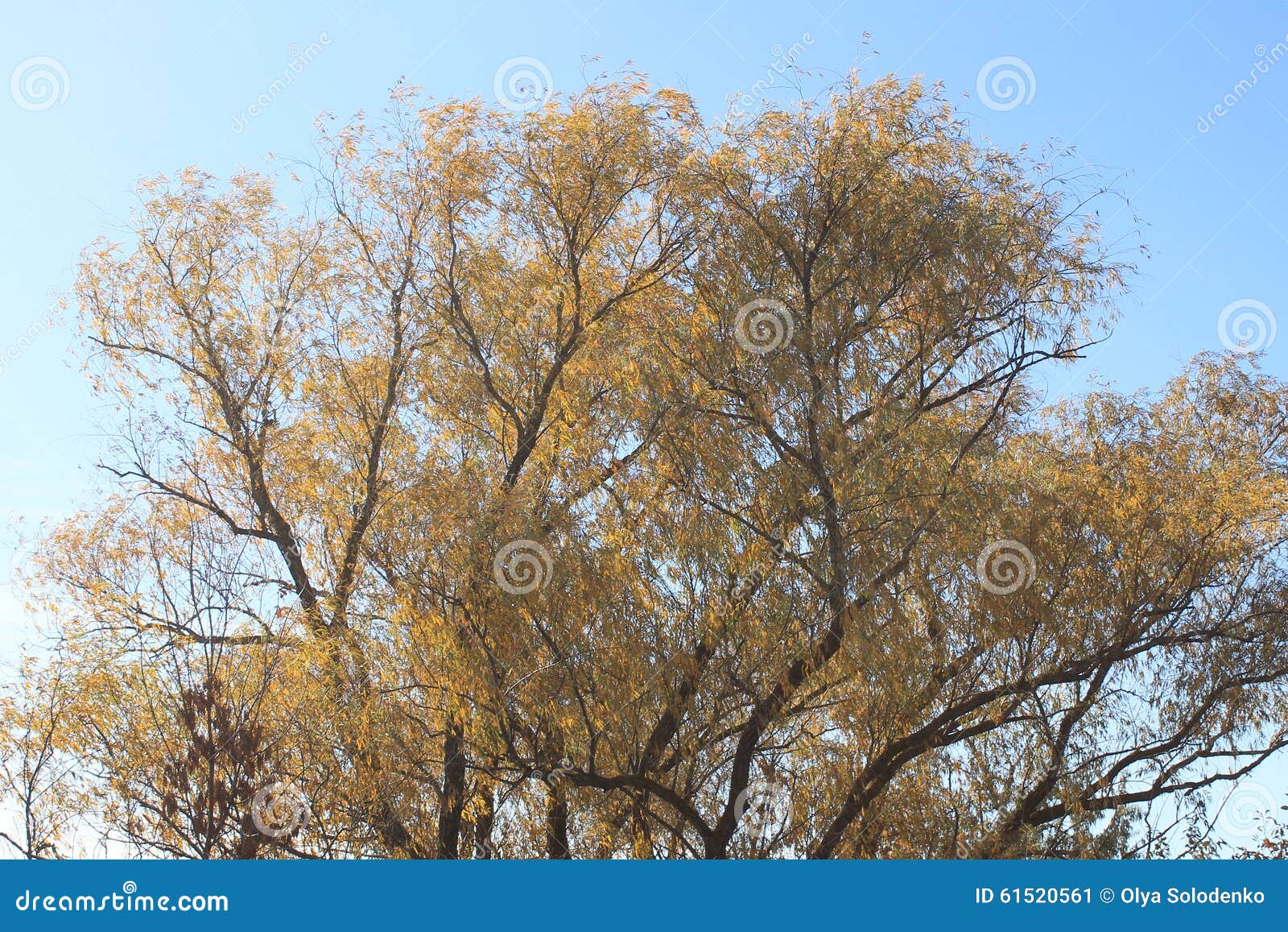 Autumn tree stock image. Image of freshness, bright, foliage - 61520561