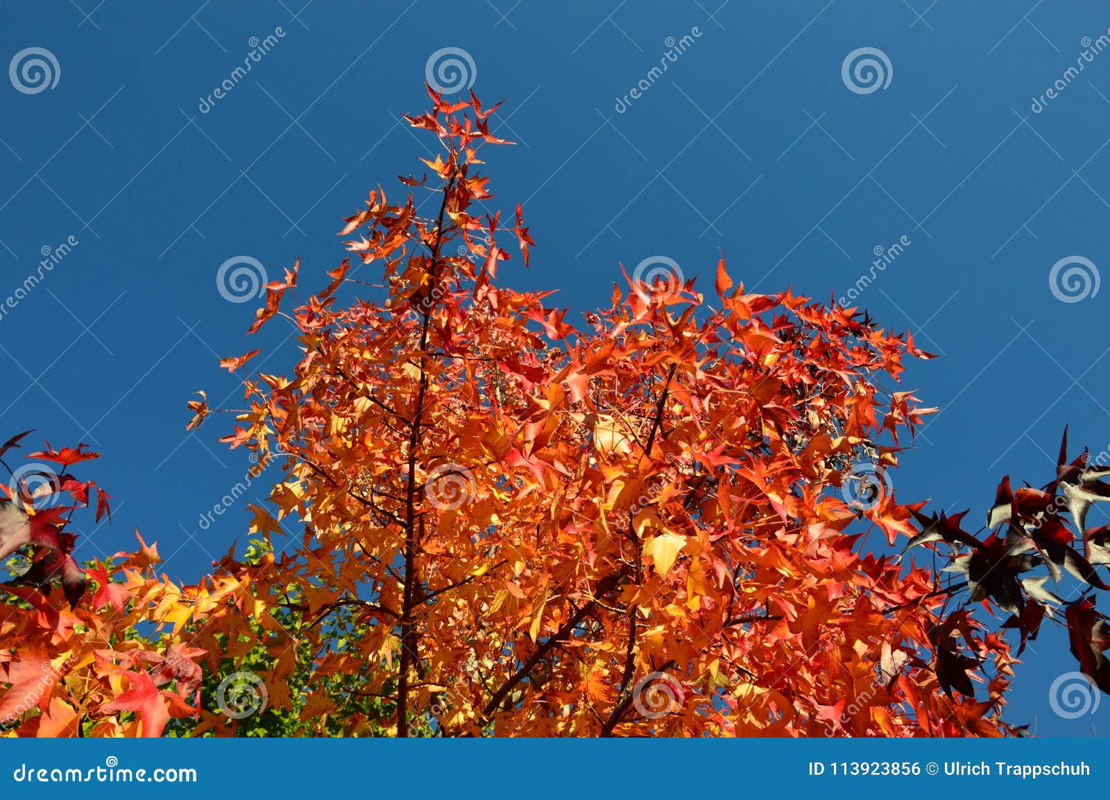 A Autumn Tree with Blue Sky Background Stock Photo - Image of ...