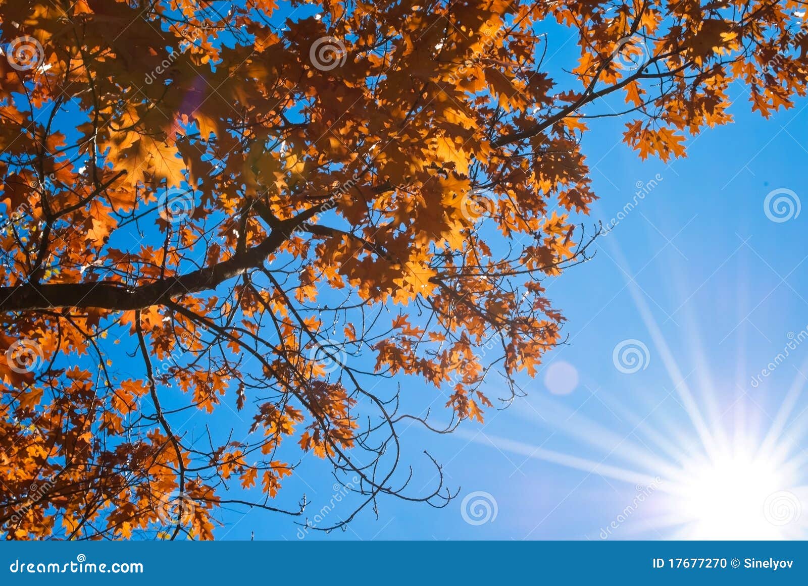 Autumn tree branch stock photo. Image of fall, forest - 17677270