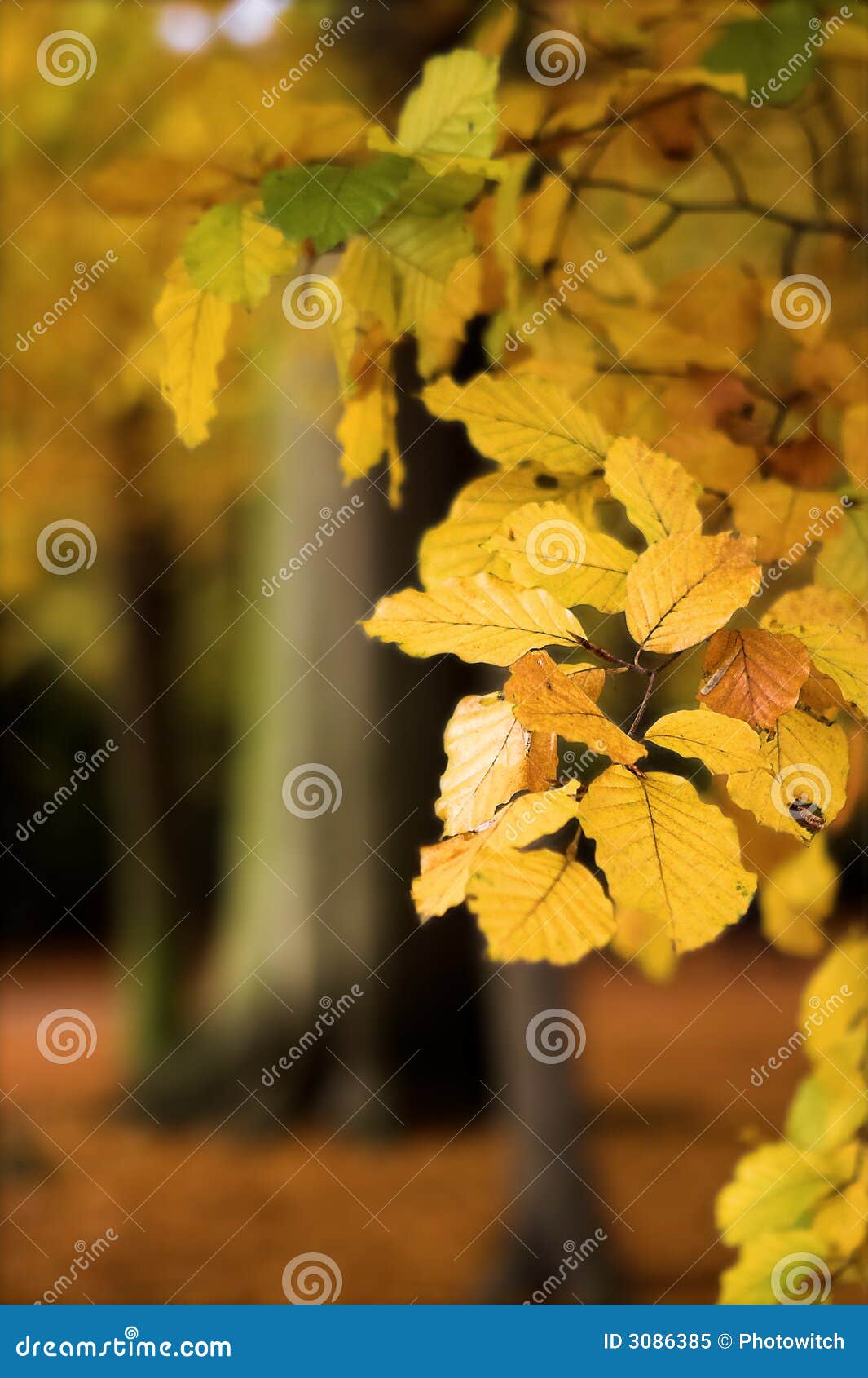 Autumn tree branch stock image. Image of forest, scenery - 3086385