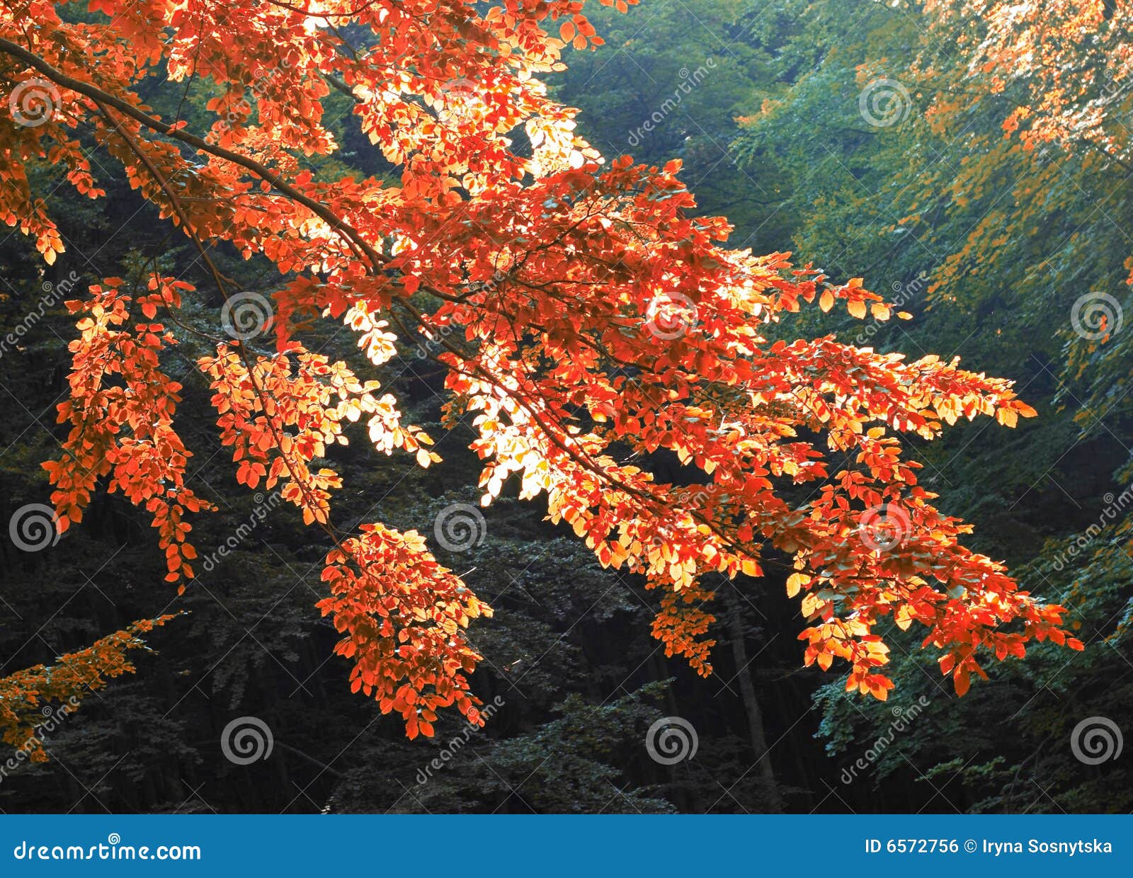 Autumn tree branch stock photo. Image of peaceful, blaze - 6572756