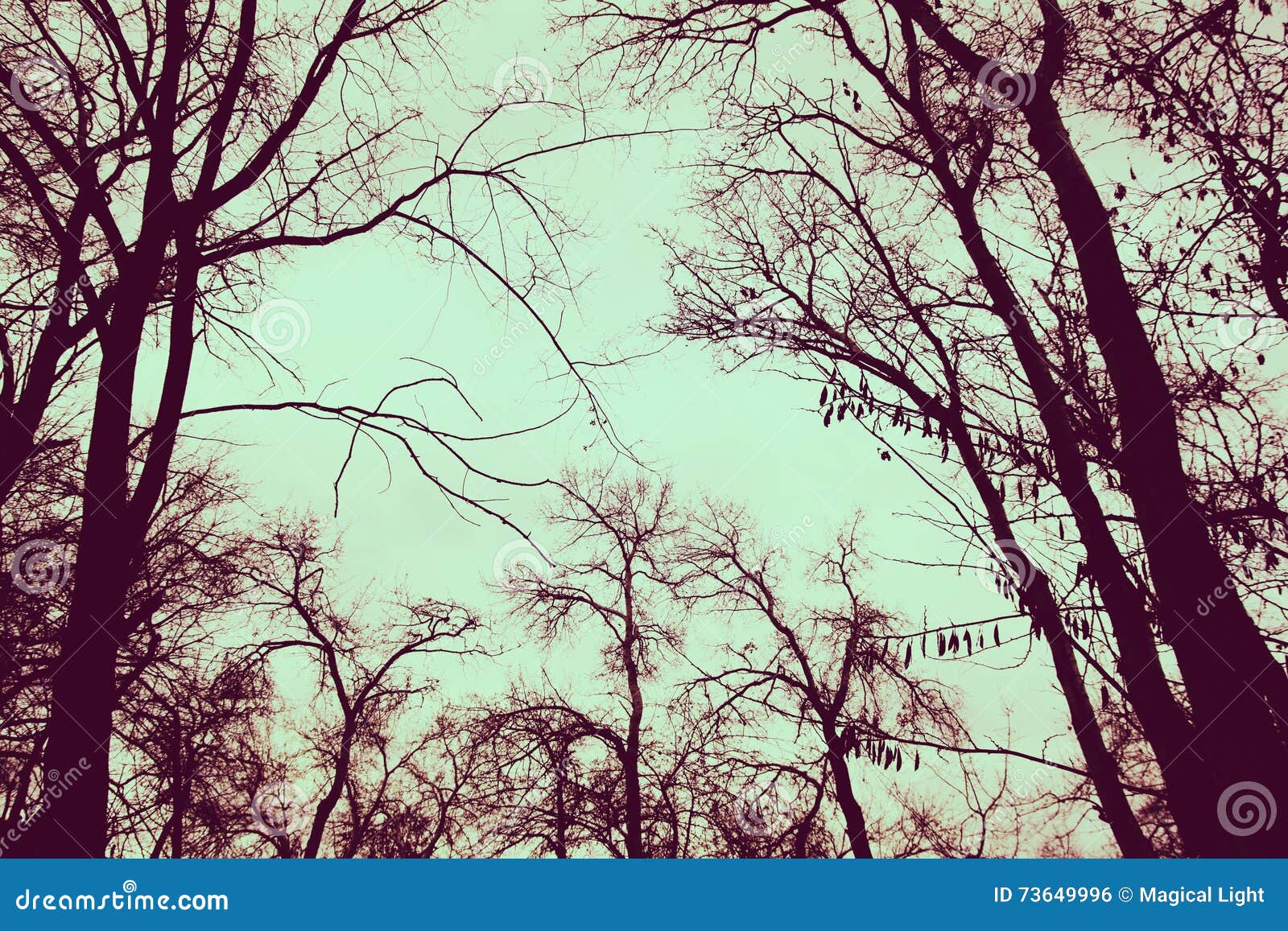 Autumn Tree Branch Abstract Background Stock Photo - Image of outdoor ...