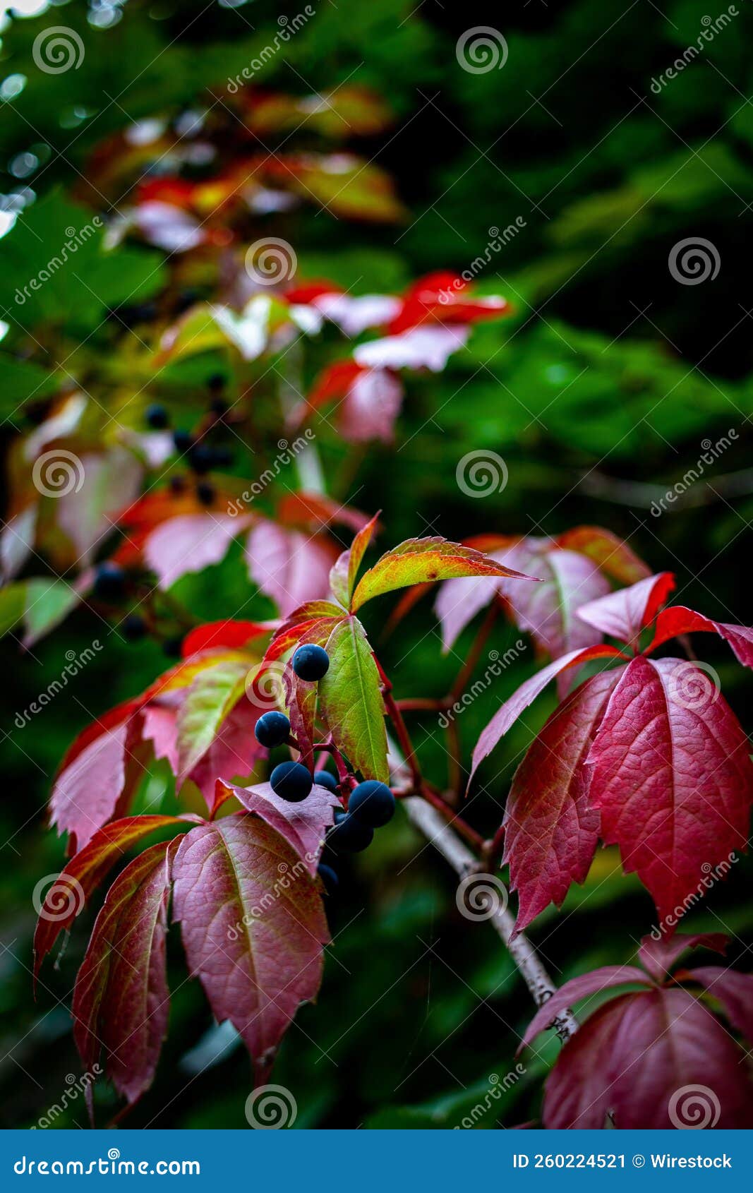 Autumn Tree Branch with Berries Stock Image - Image of branch ...