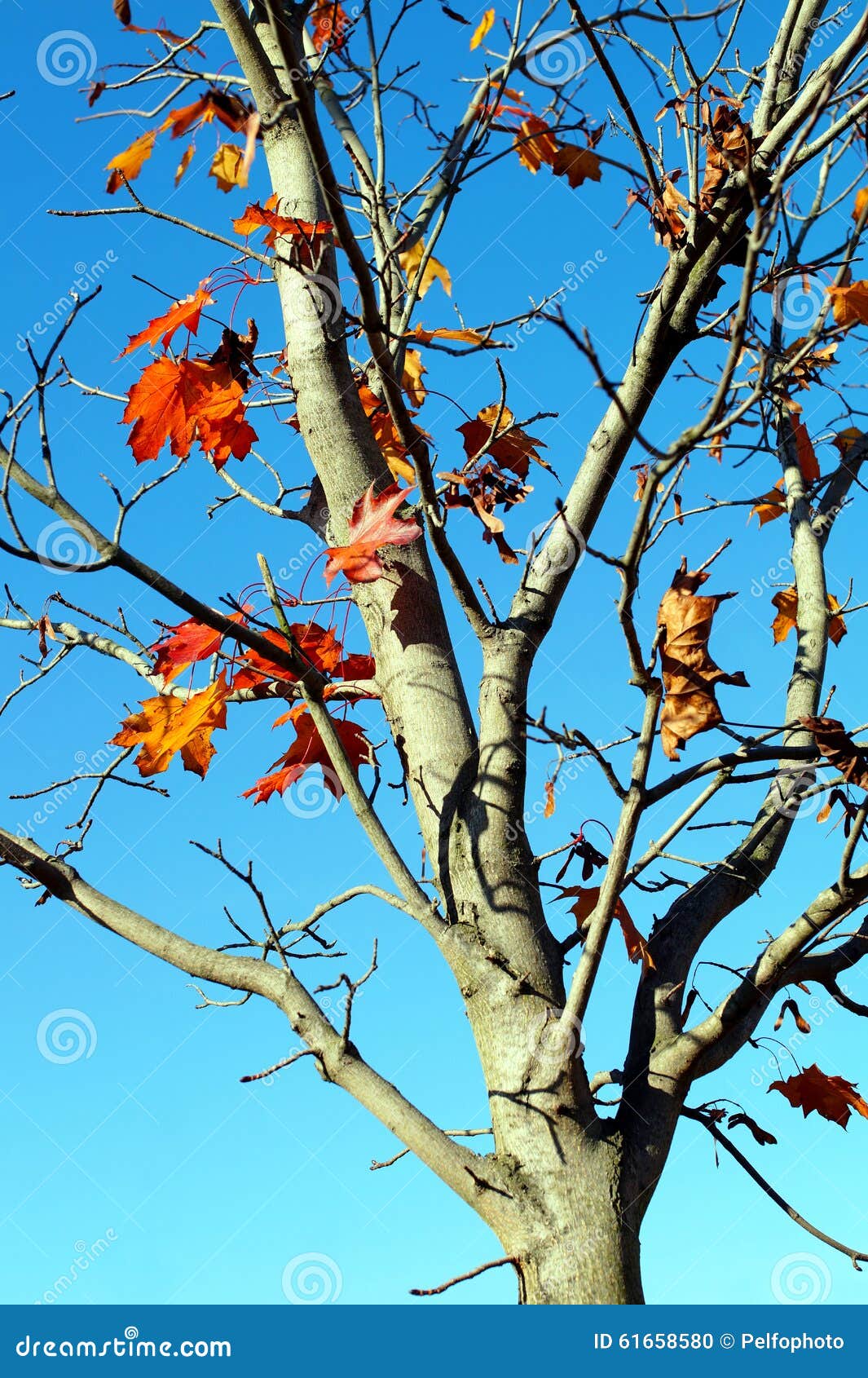 Autumn tree branch. stock photo. Image of forestry, close - 61658580