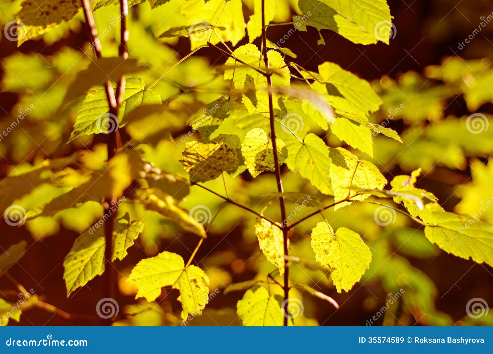 Autumn tree branch stock image. Image of plant, natural - 35574589