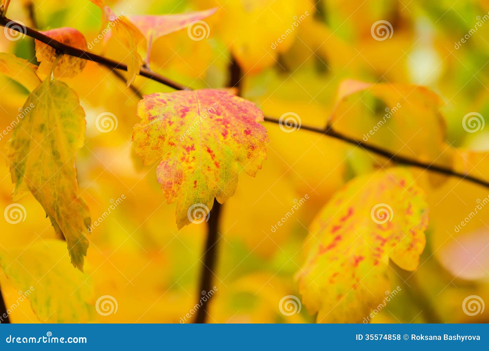 Autumn tree branch stock photo. Image of foliage, texture - 35574858
