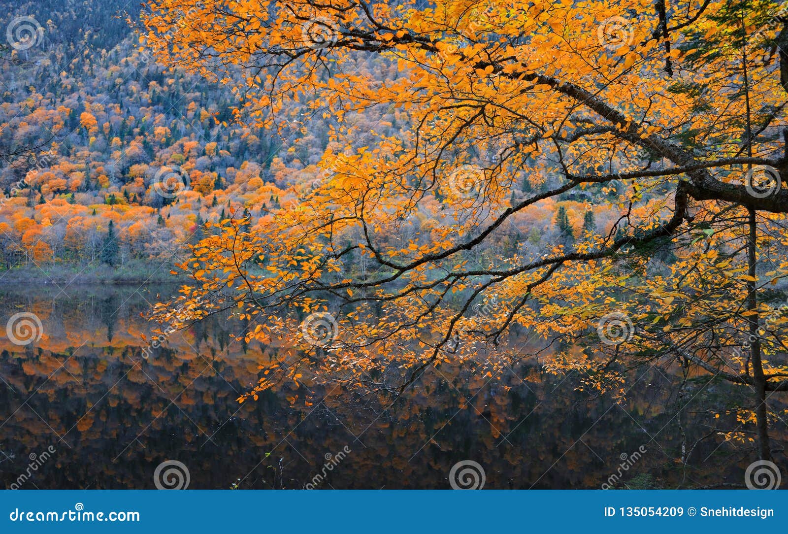 Autumn Tree Branch Over River Stock Image - Image of autumn, meadow ...