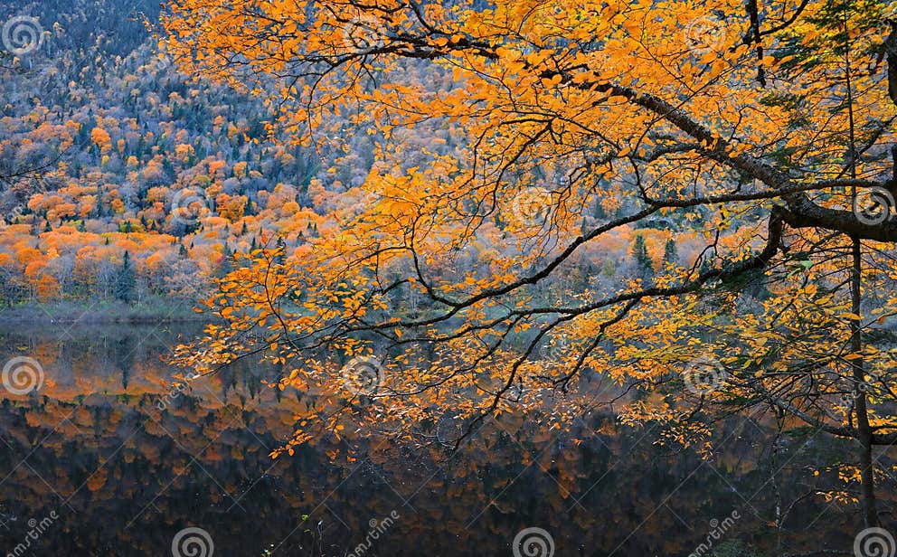 Autumn Tree Branch Over River Stock Image - Image of autumn, meadow ...