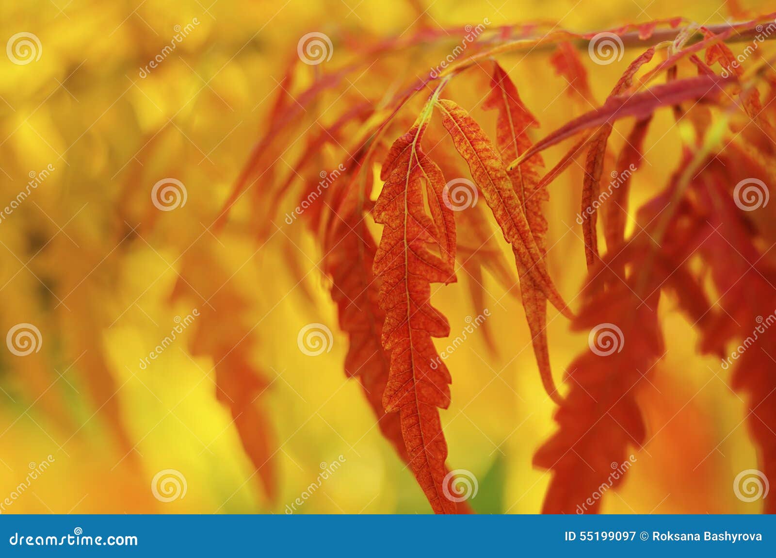 Autumn tree branch stock image. Image of copy, november - 55199097
