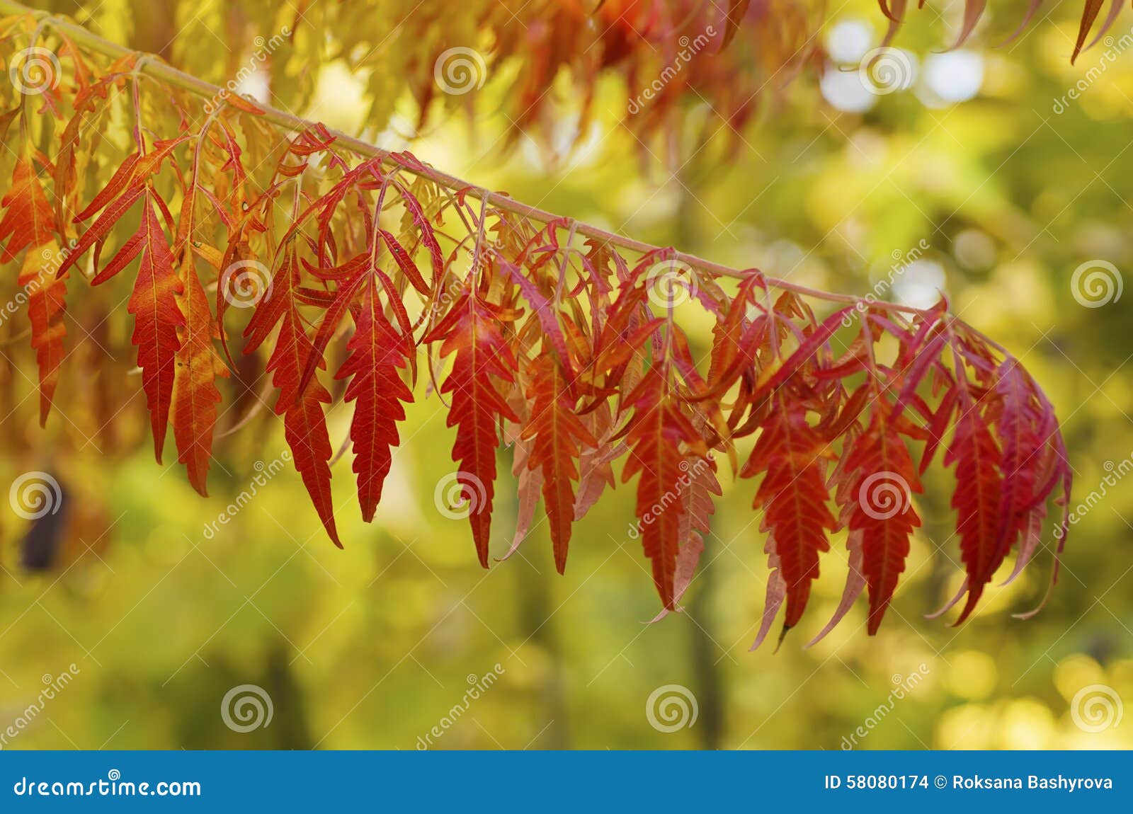 Autumn tree branch stock photo. Image of light, gold - 58080174