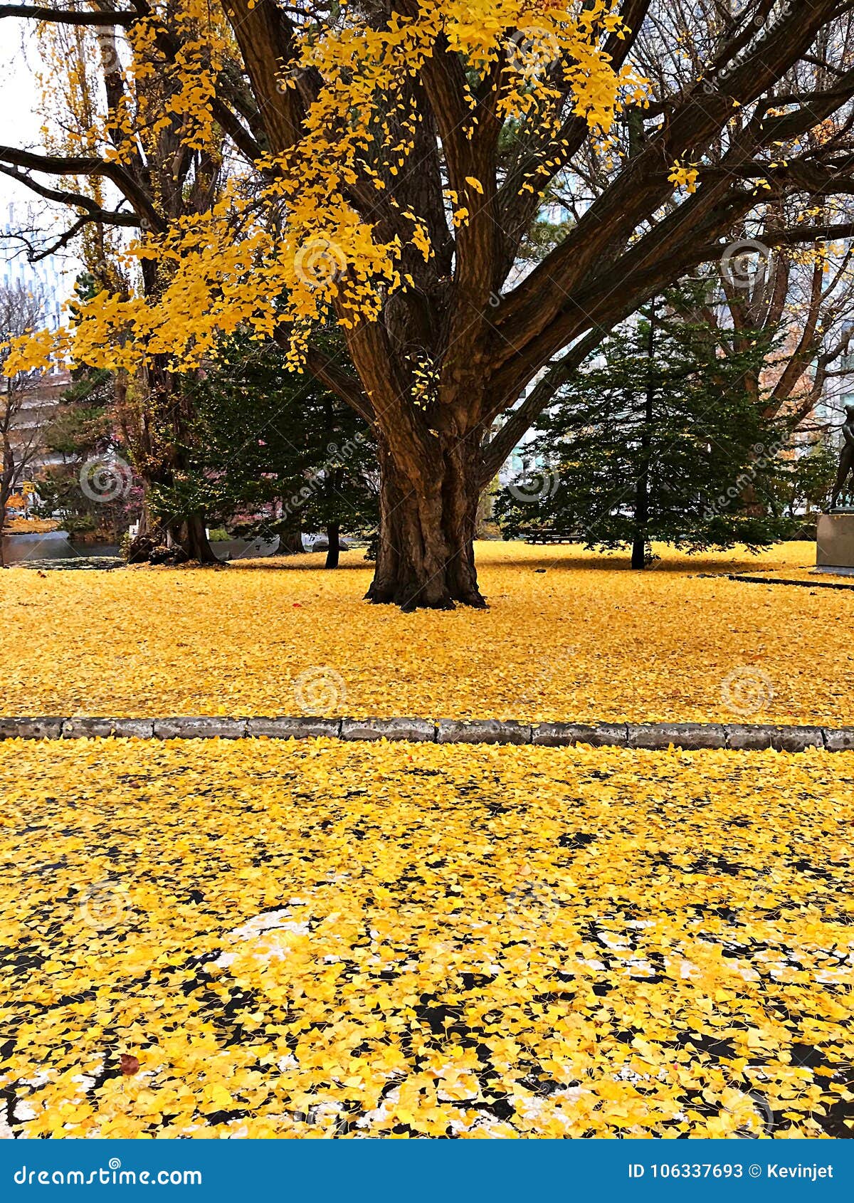 Autumn Tree with Scattered Leaf Stock Image - Image of golden, nature ...