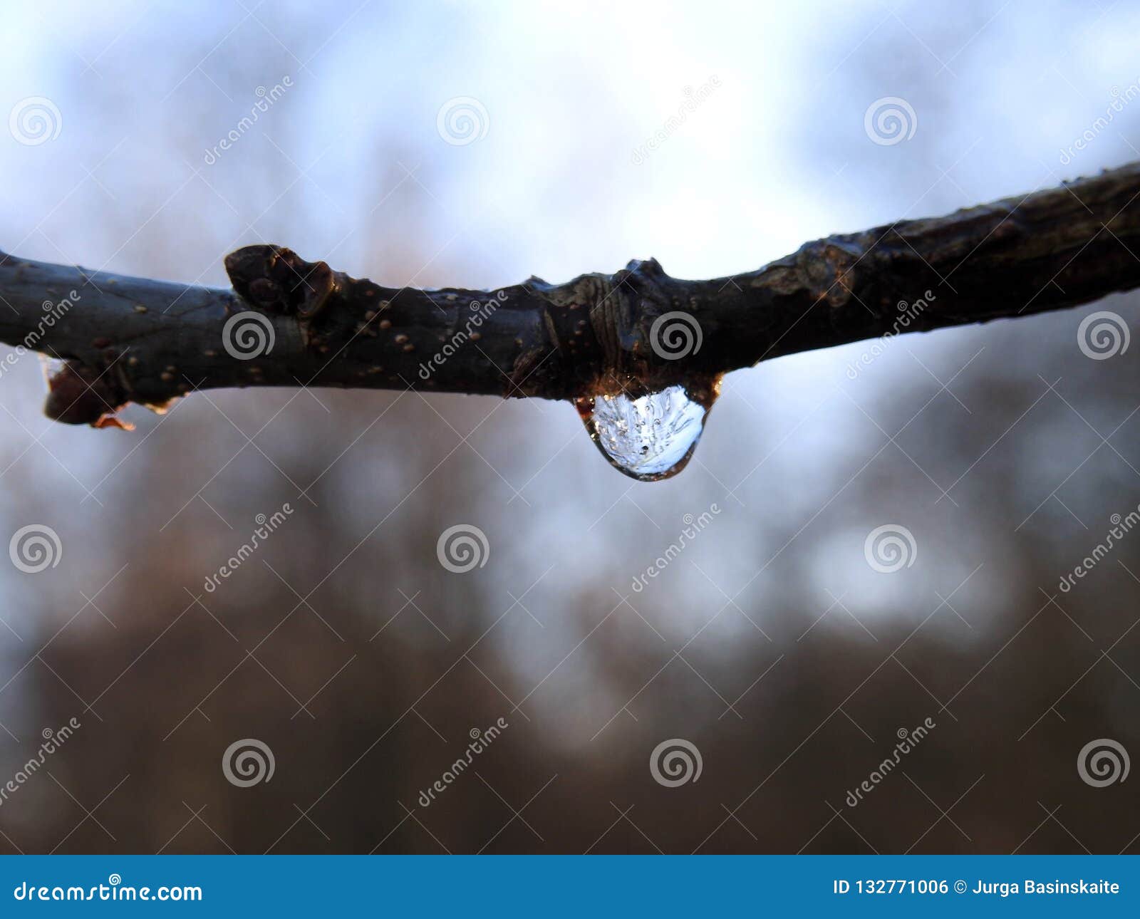 Tree Branch with Water Drop, Lithuania Stock Photo - Image of flora ...
