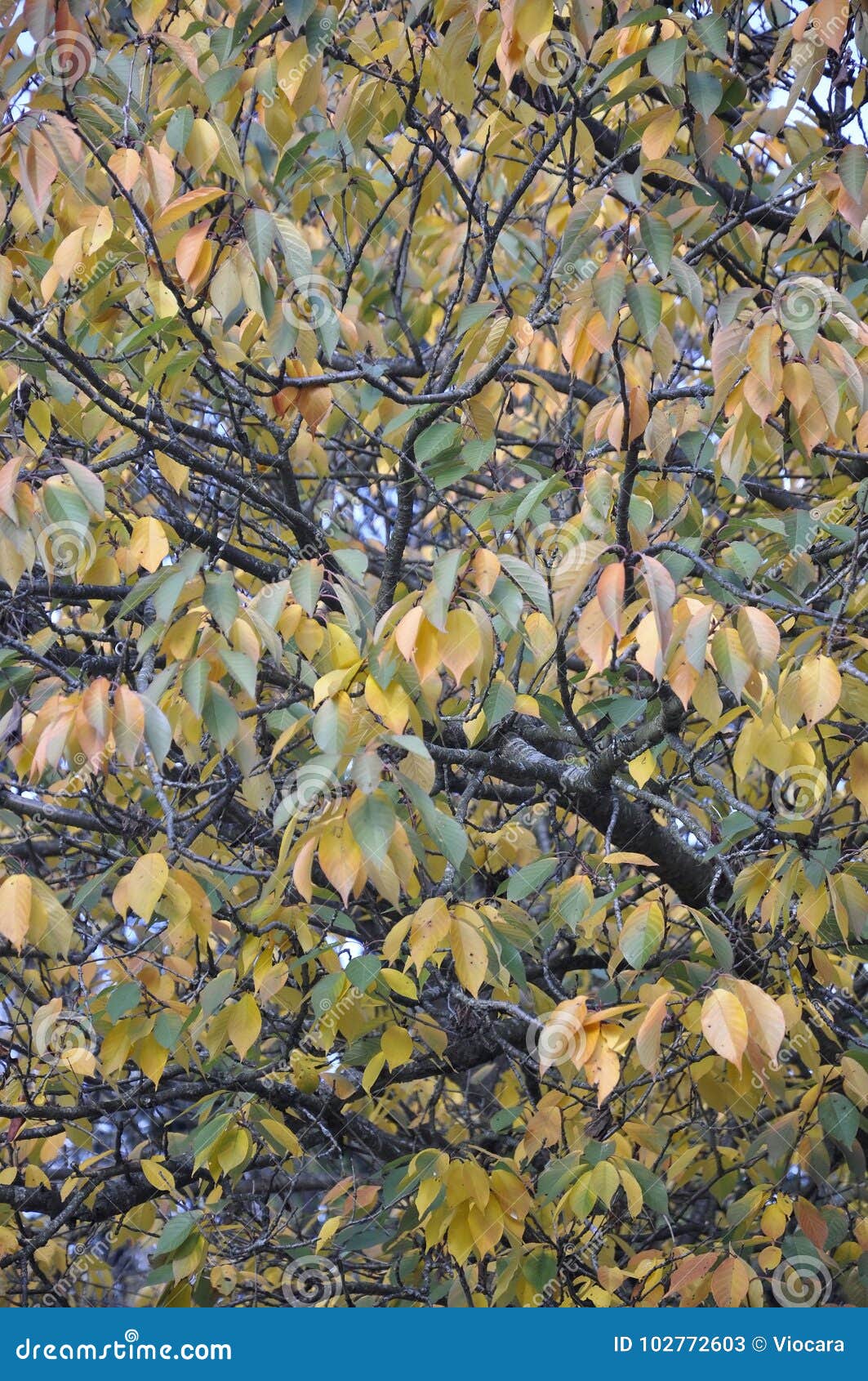 Autumn tree branches stock image. Image of foliage, design - 102772603