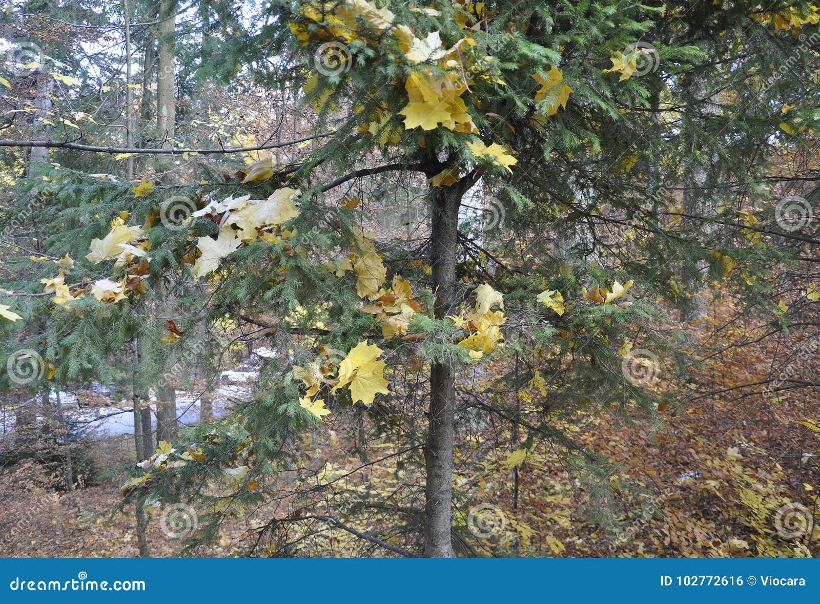 Autumn tree branches stock photo. Image of leaves, colorful - 102772616