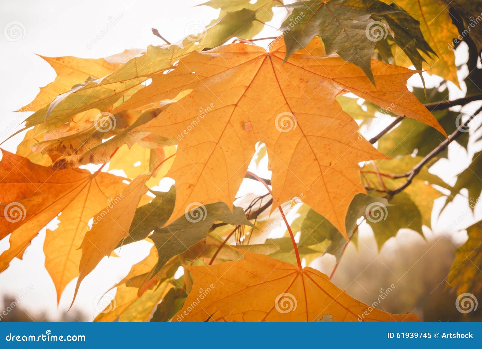 Autumn Tree Branches stock image. Image of nature, colorful - 61939745