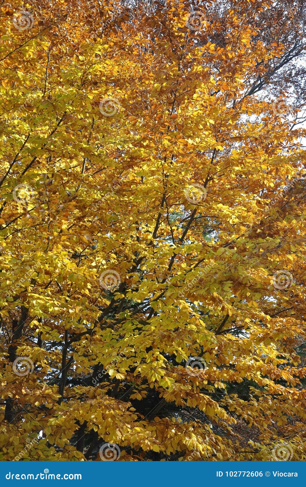 Autumn tree branches stock photo. Image of colorful - 102772606