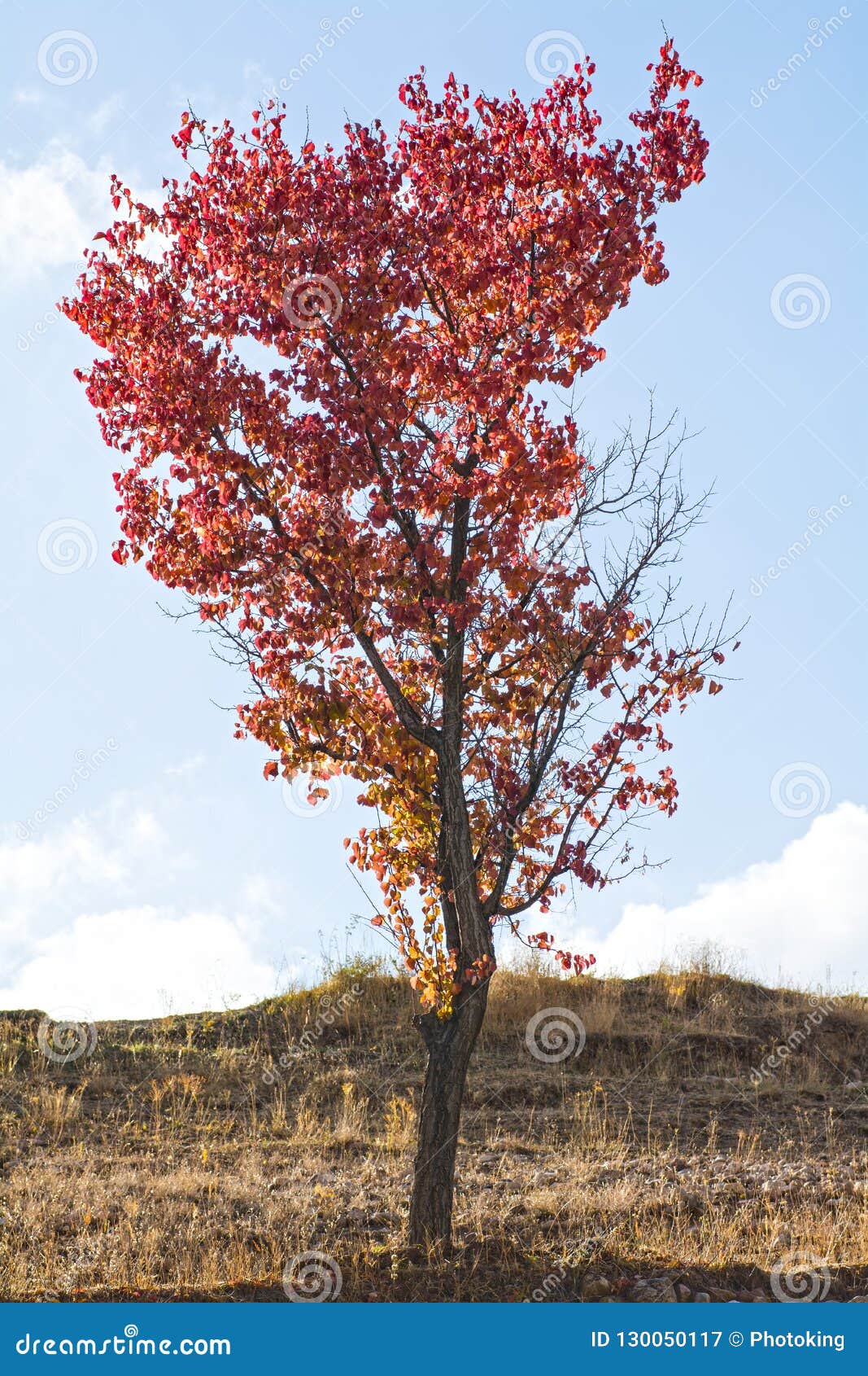 Autumn Tree Branches with Red Leaves Stock Image - Image of autumn ...