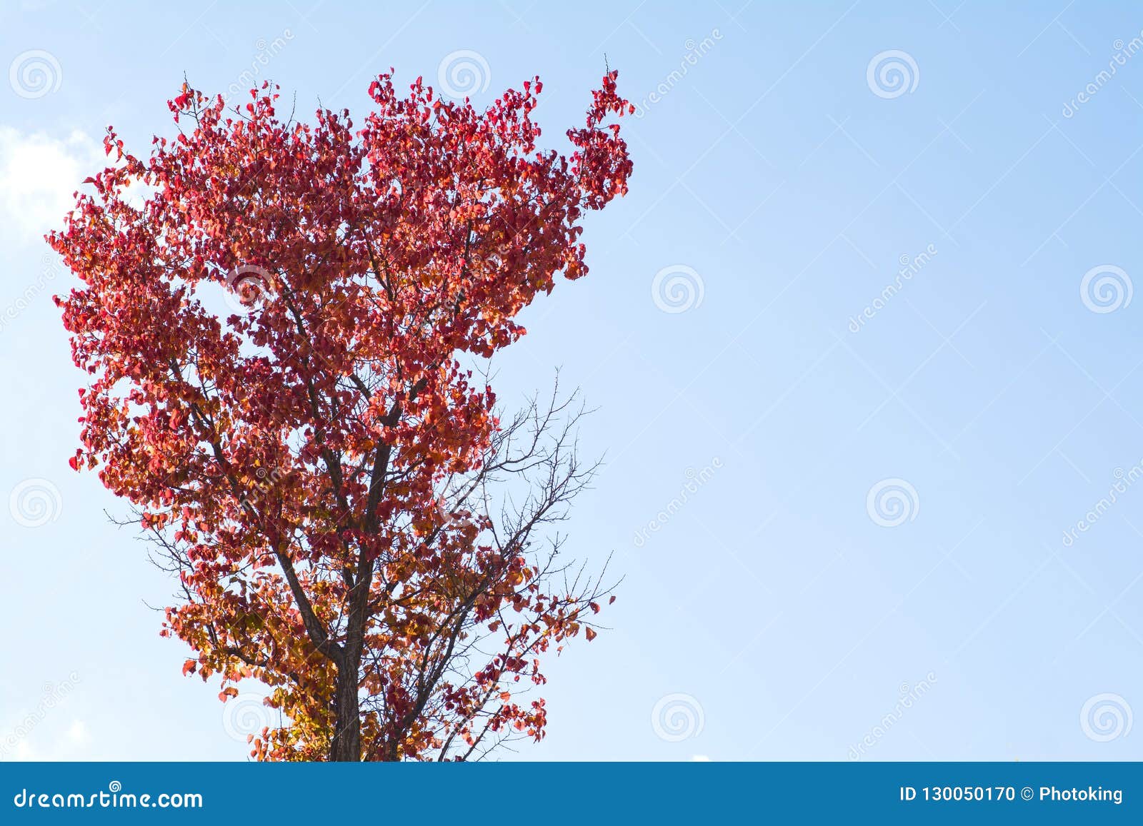 Autumn Tree Branches with Red Leaves Stock Photo - Image of foliage ...
