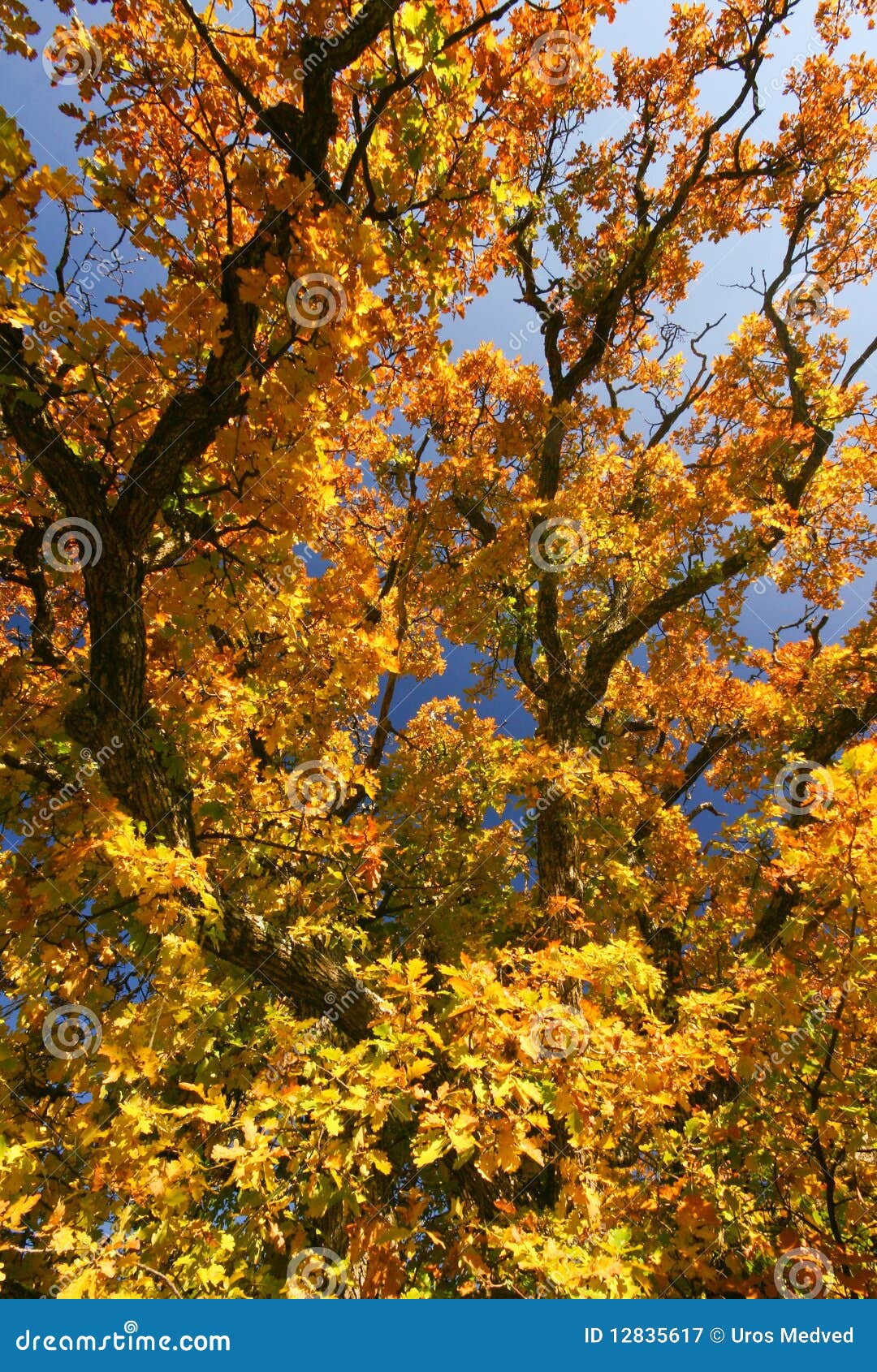 Autumn Tree Branches with Sky Stock Image - Image of abstract, bush ...