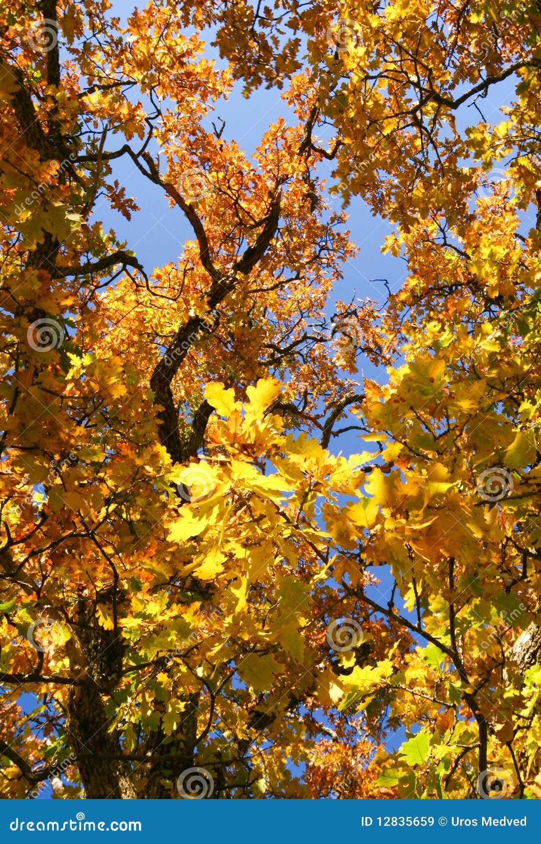Autumn Tree Branches with Sky Stock Image - Image of gold, nature: 12835659